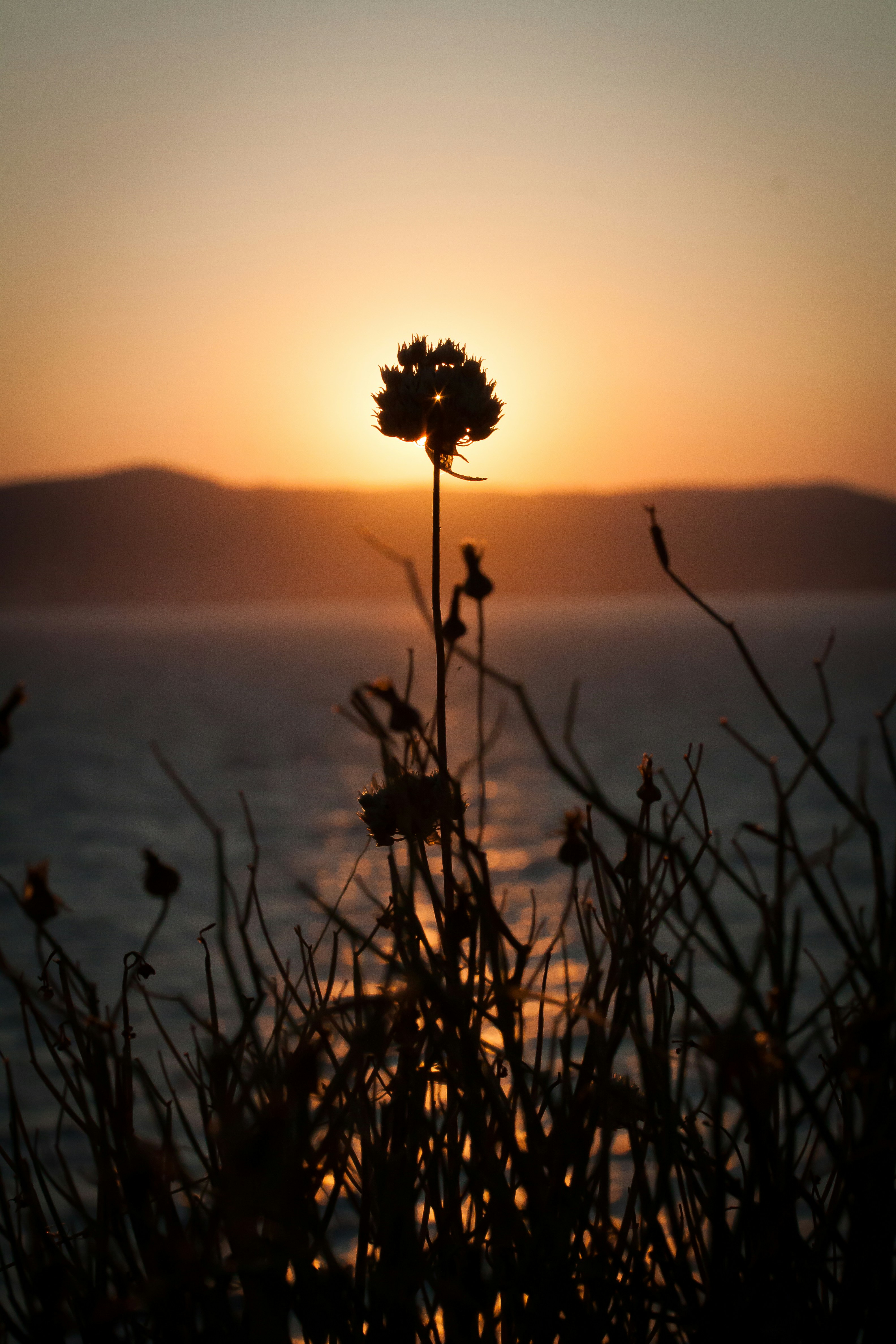 a field of wheat with a sunset in the background