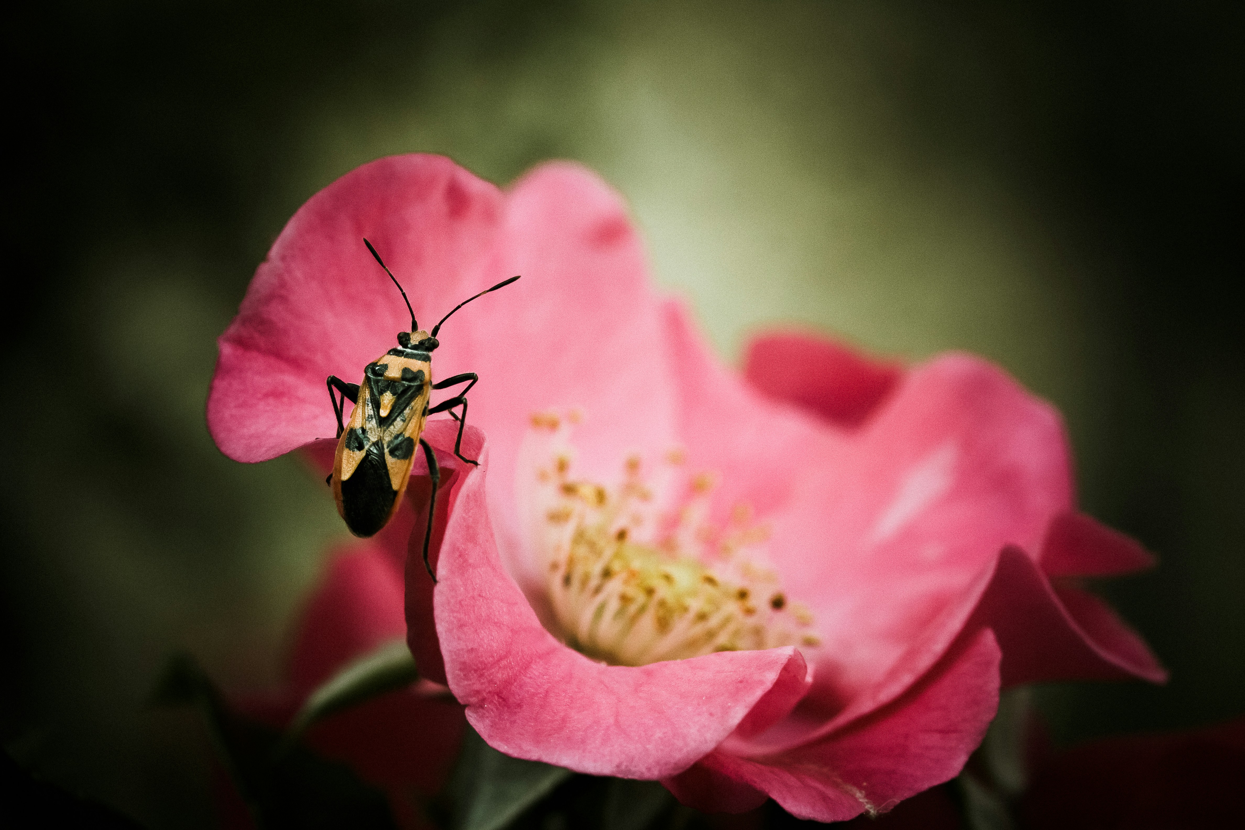 A colorful insect perched on a vibrant pink flower, showcasing the delicate balance of nature. The soft background enhances the subject's vivid details.