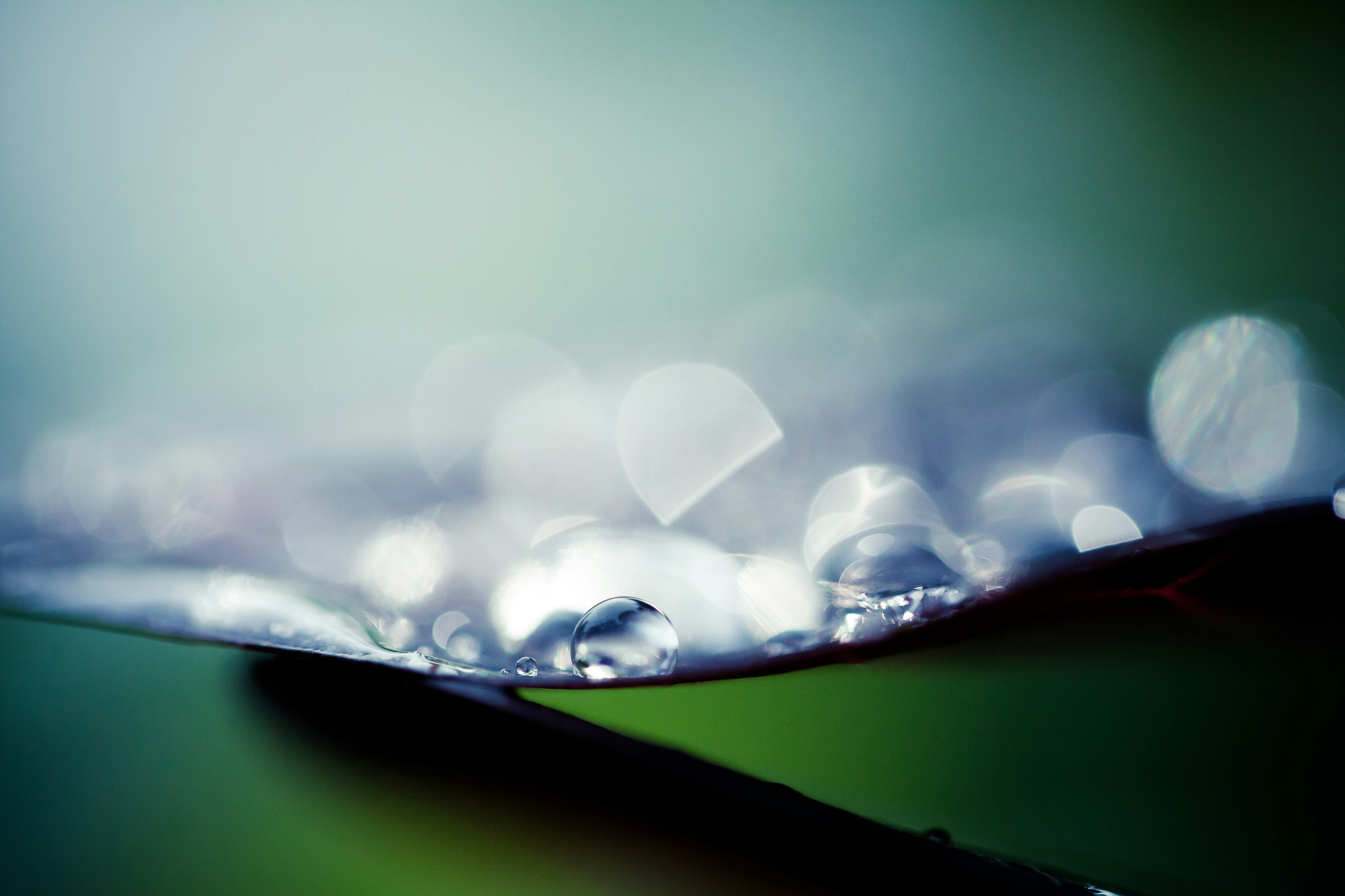 A close-up of water drops on a leaf photo – Free Green Image on Unsplash