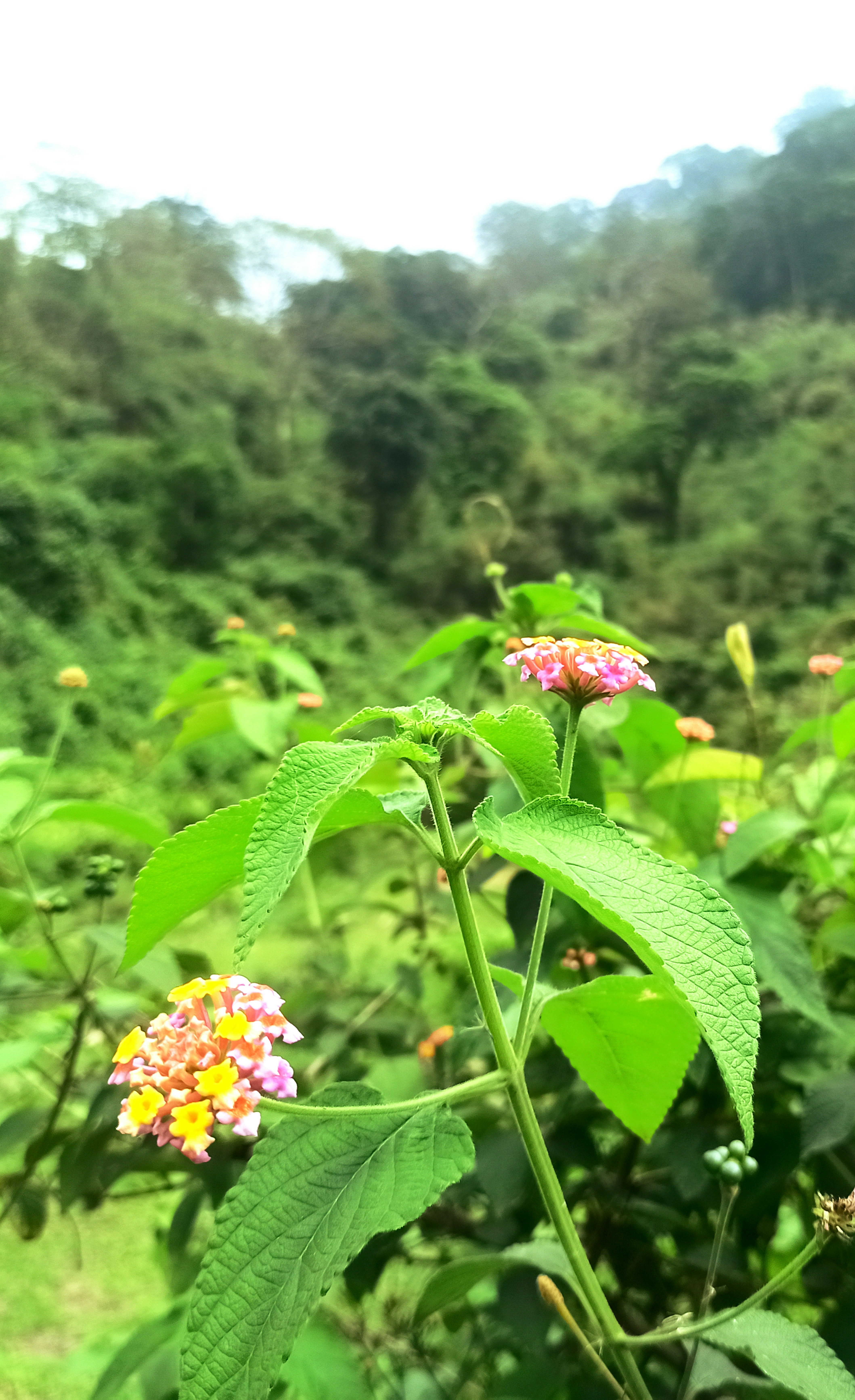 Colorful flowers blooming amidst lush greenery in a serene landscape. The vibrant petals contrast beautifully with the surrounding foliage.