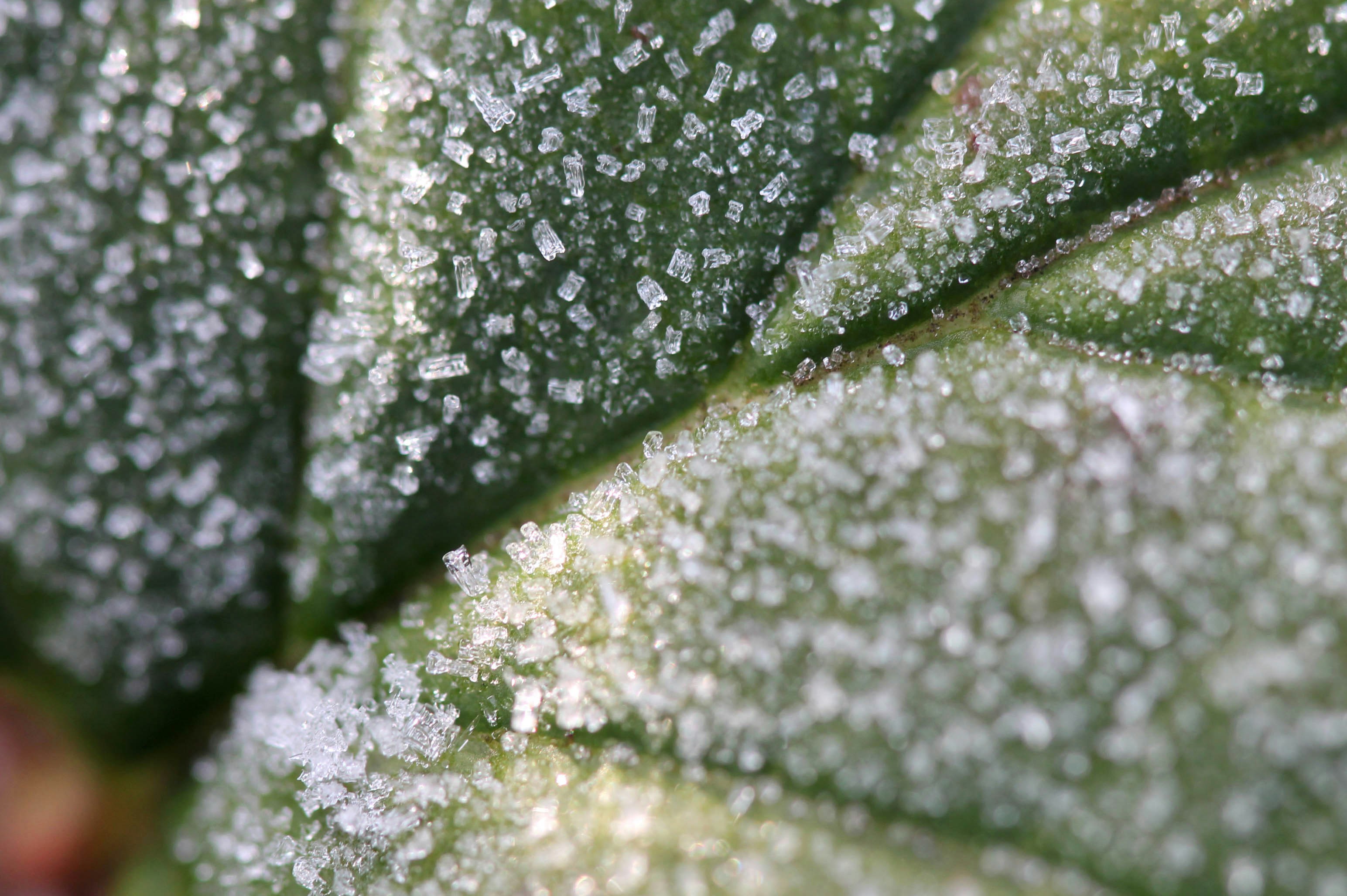 Frost-veined Macro: Crystalline Zest on Leaf Edges