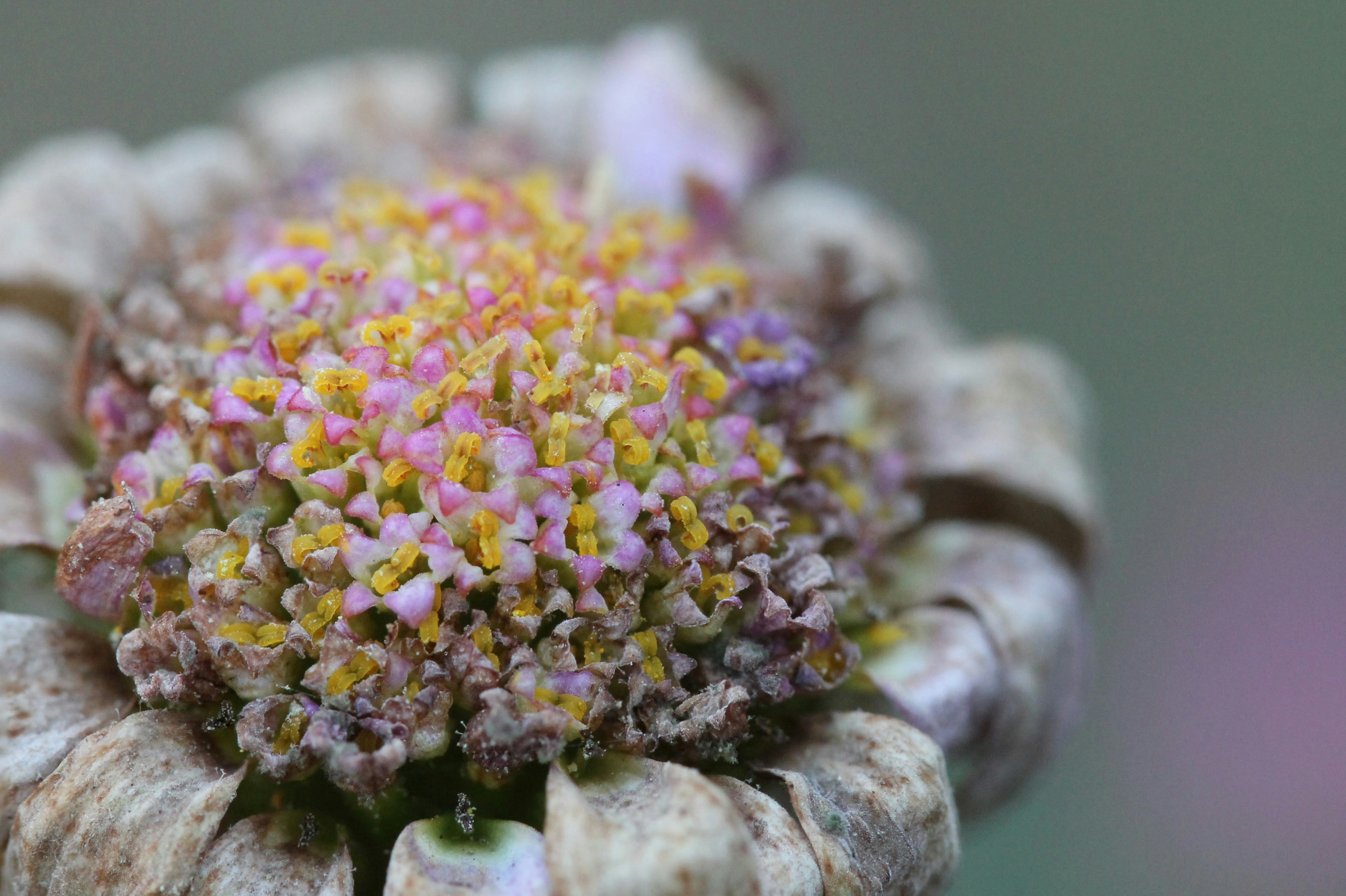 Frost-kissed Center: A Macro Portrait of a Wilted Bloom's Colorful Core