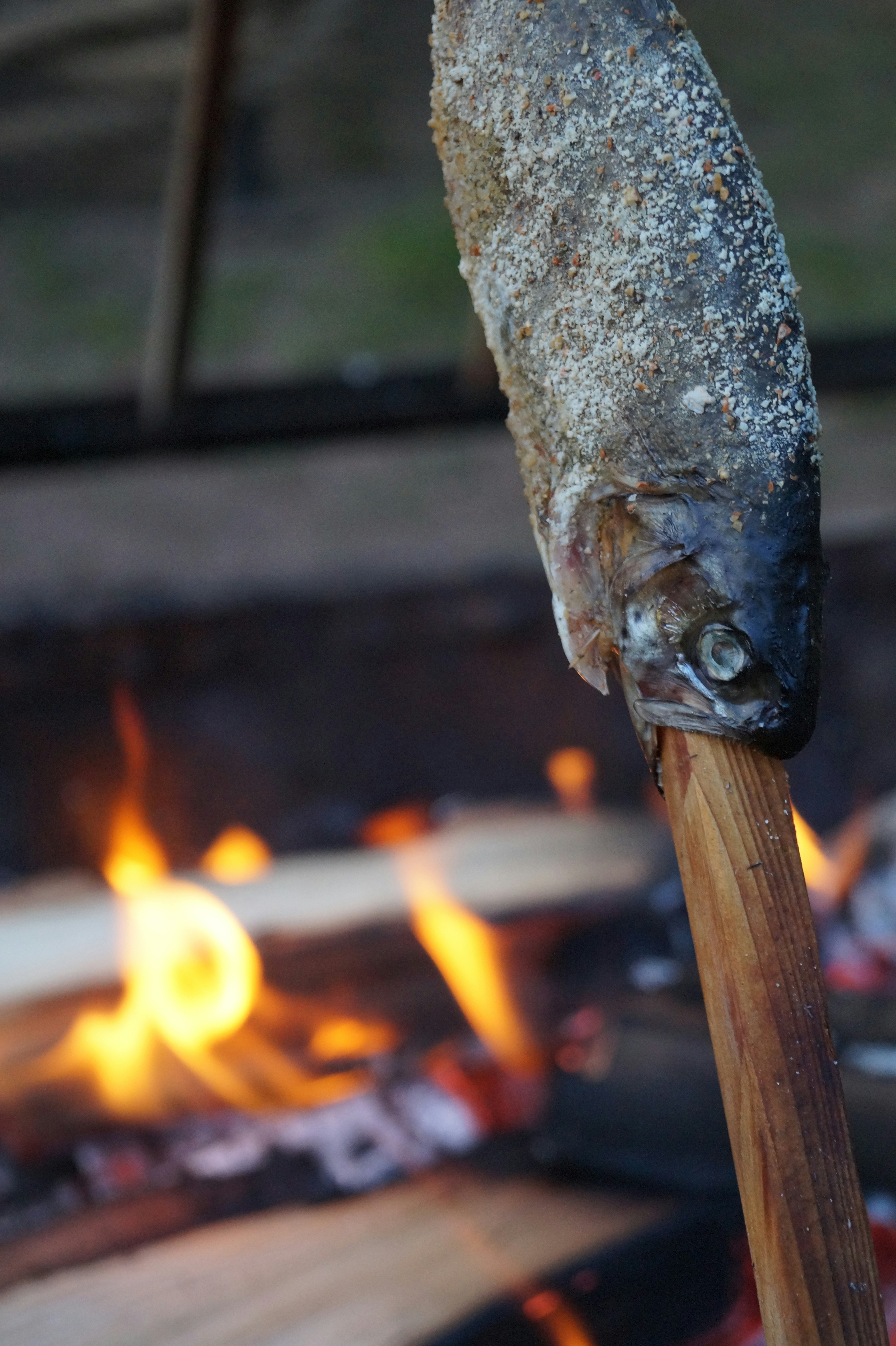 A fish on a stick photo – Free Germany Image on Unsplash