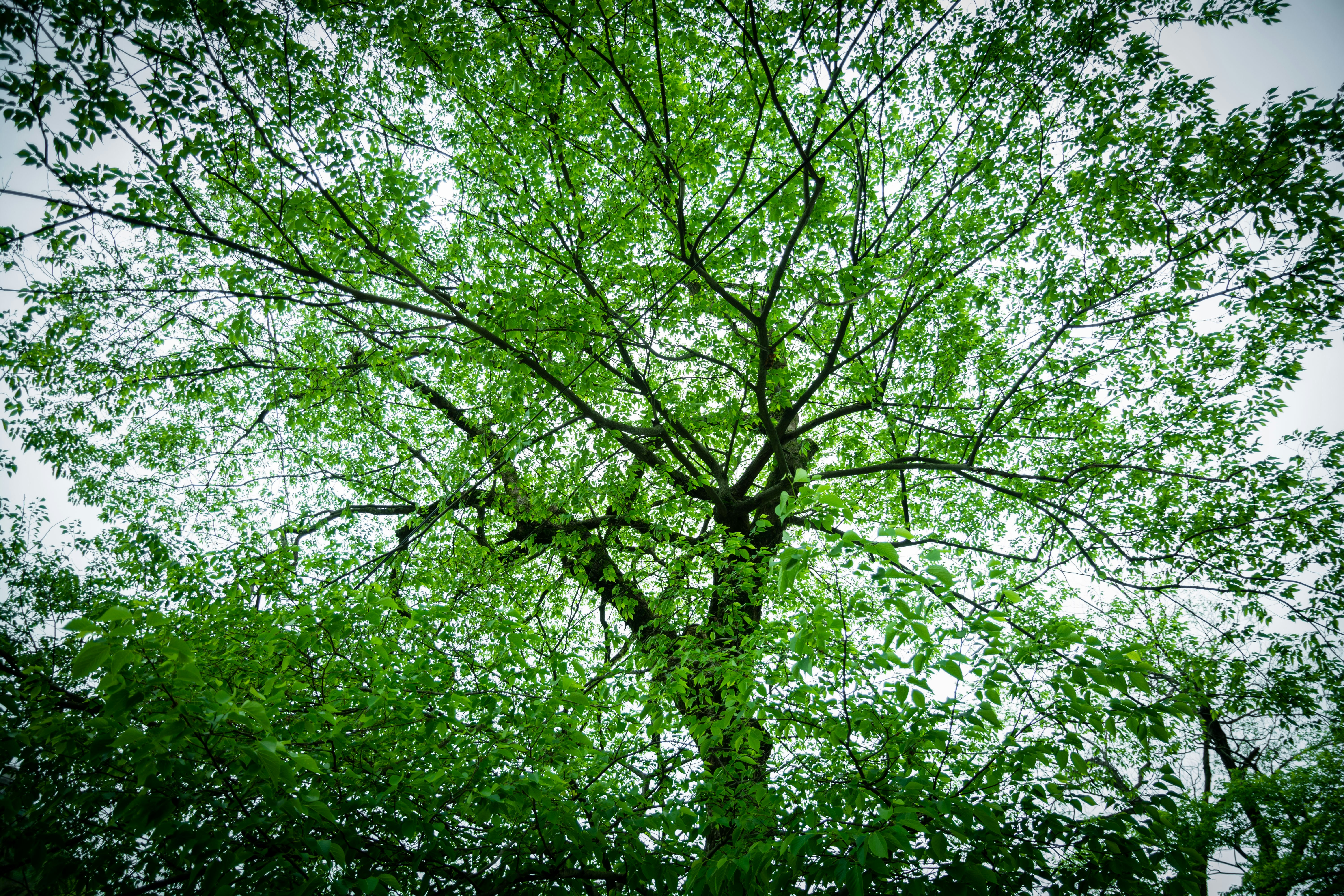 Un árbol con muchas ramas foto – Imagen de Verde gratuita en Unsplash