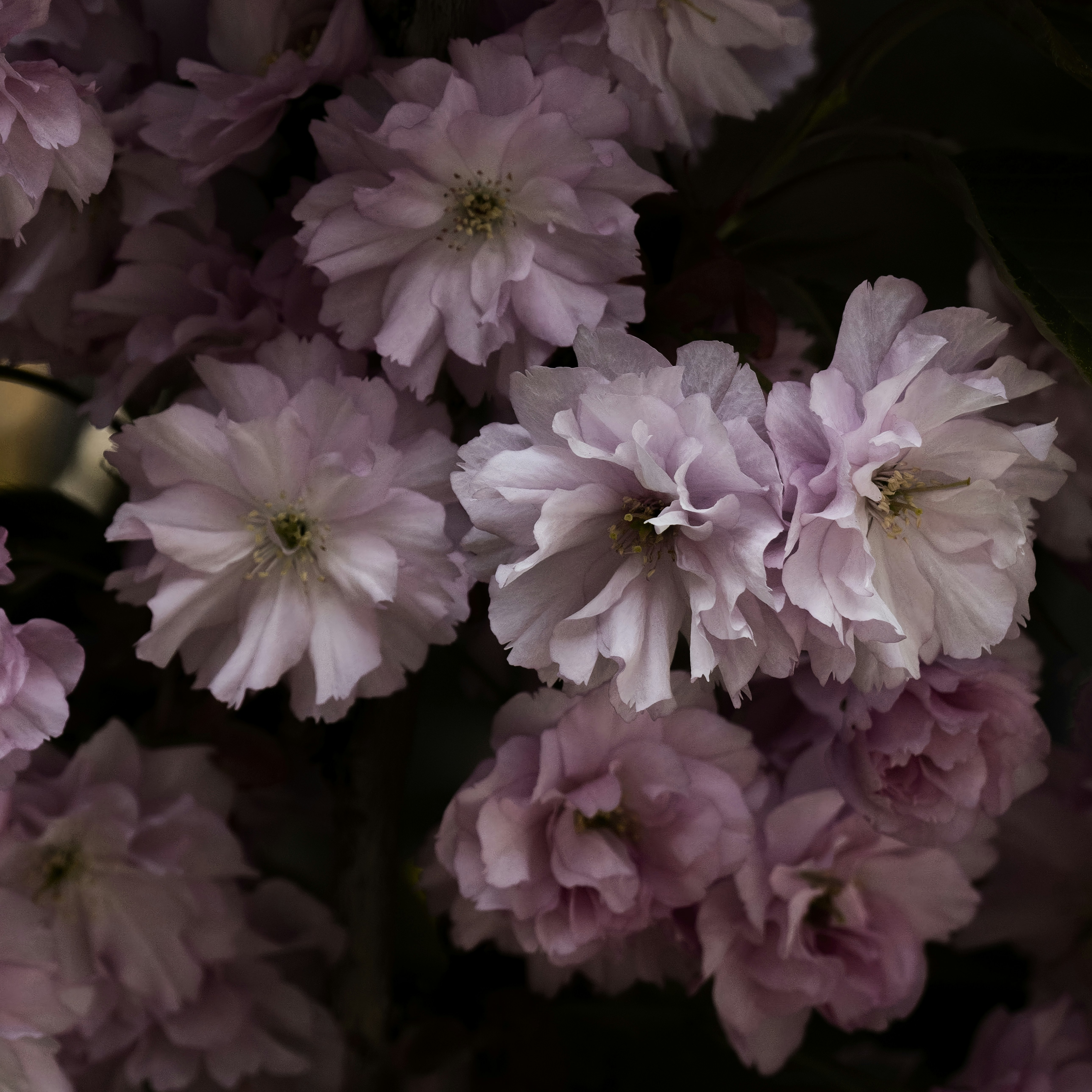 Clusters of soft pink cherry blossoms against a dark backdrop, showcasing their intricate petals and gentle hues.