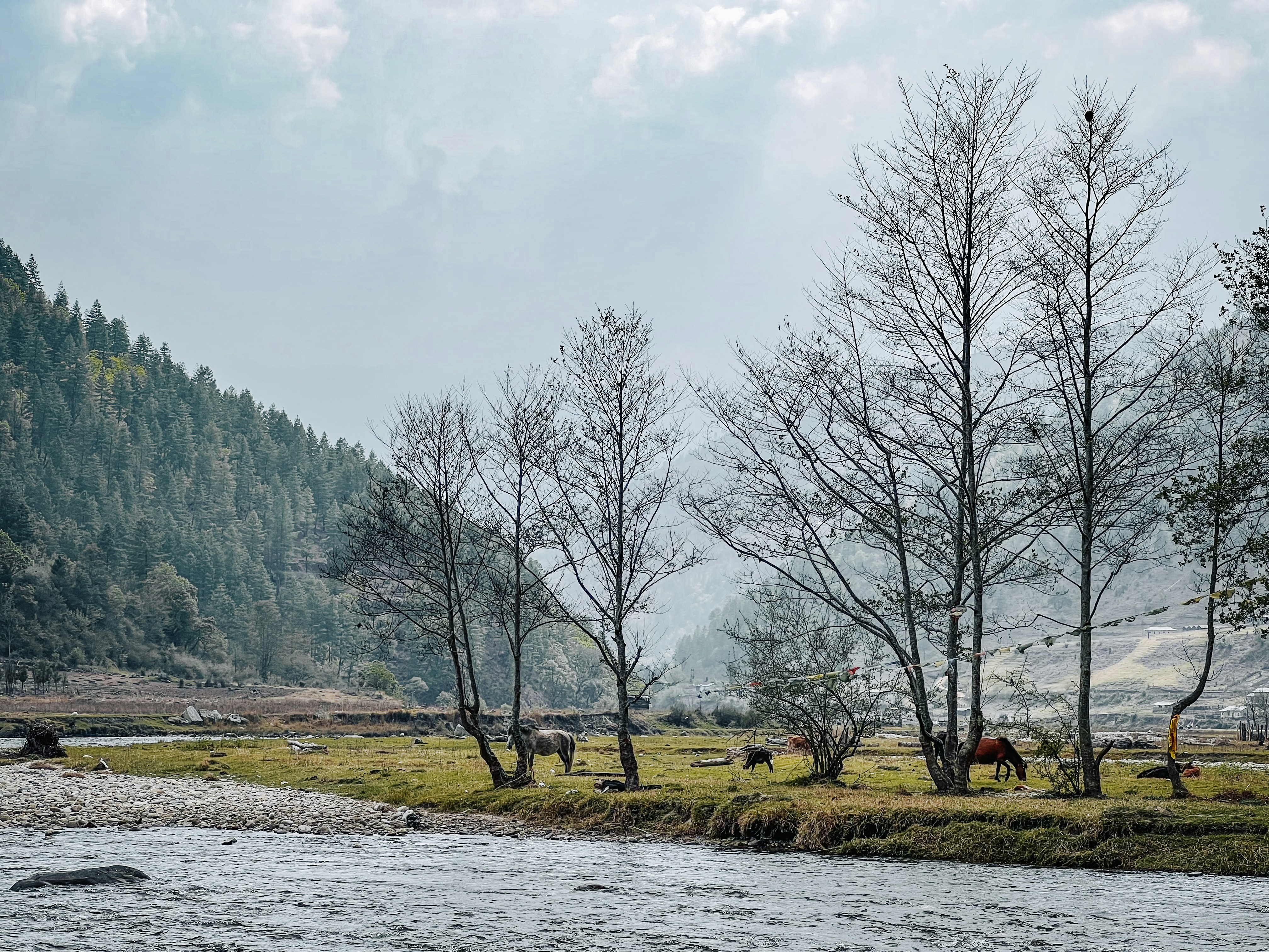 Riverbank Silence: Bare Willows and a Quiet Herd by the Water