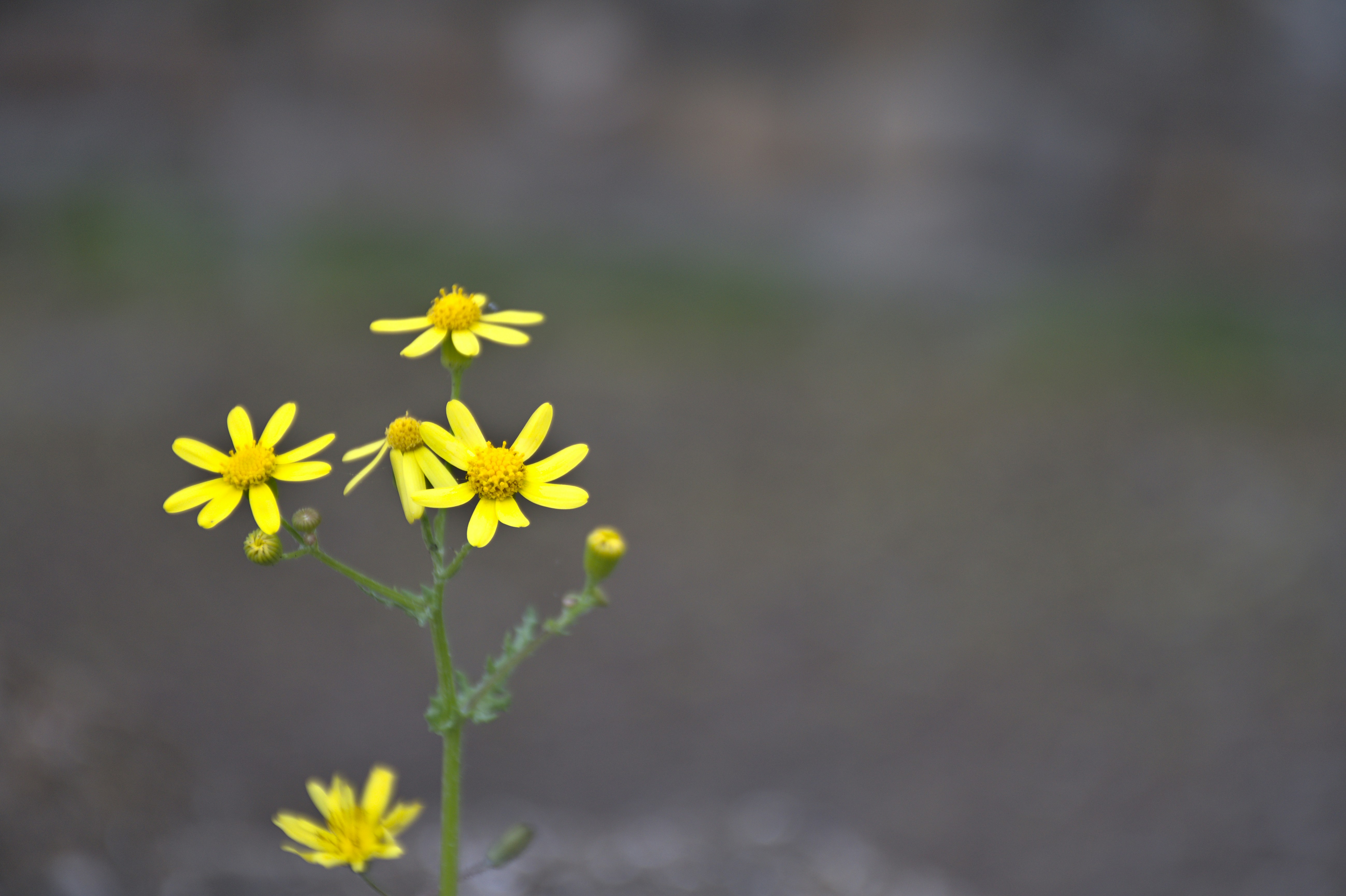Yellow Wildflowers Rising from a Quiet Ground