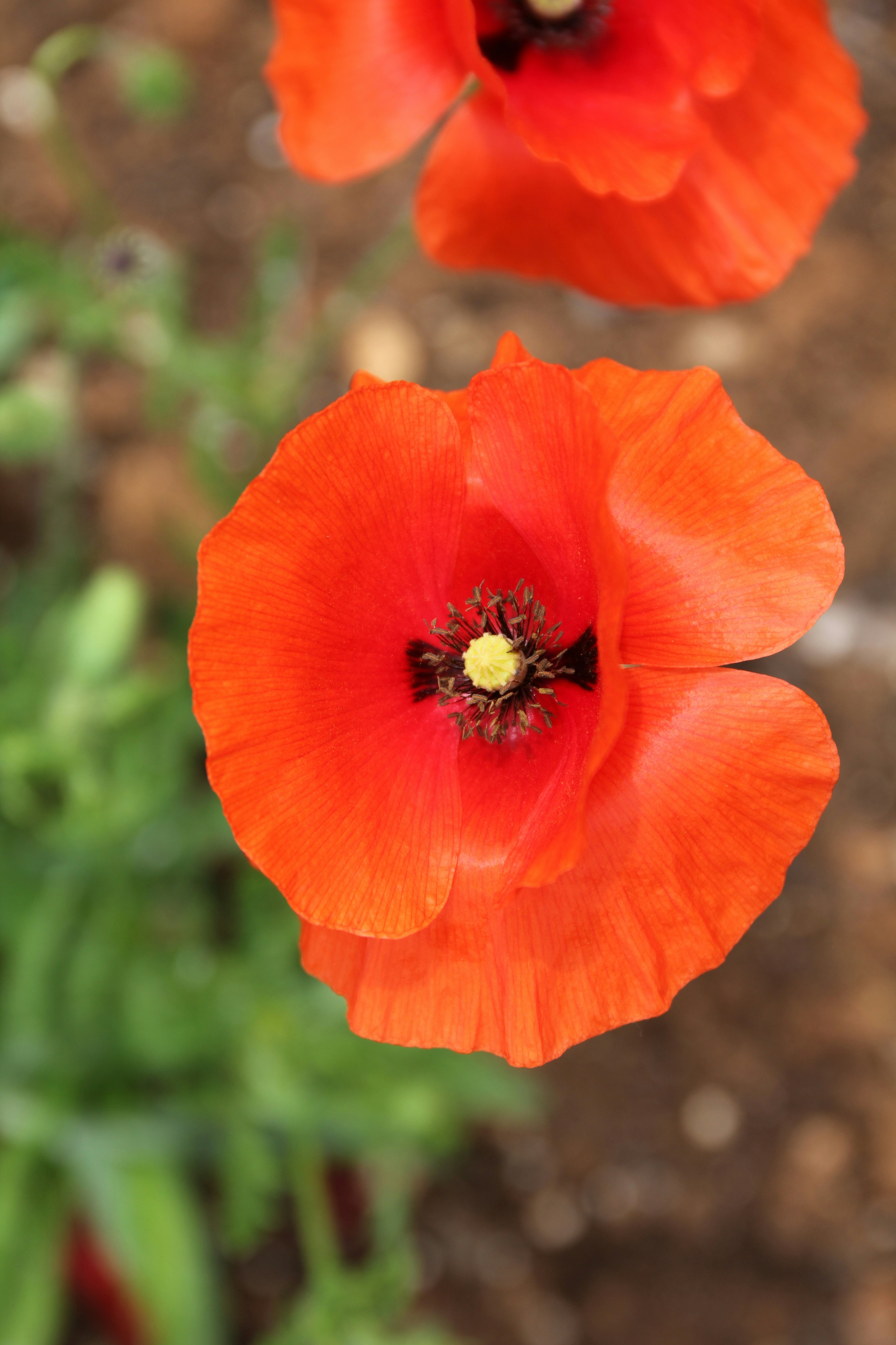 A close up of a flower photo – Free Italy Image on Unsplash