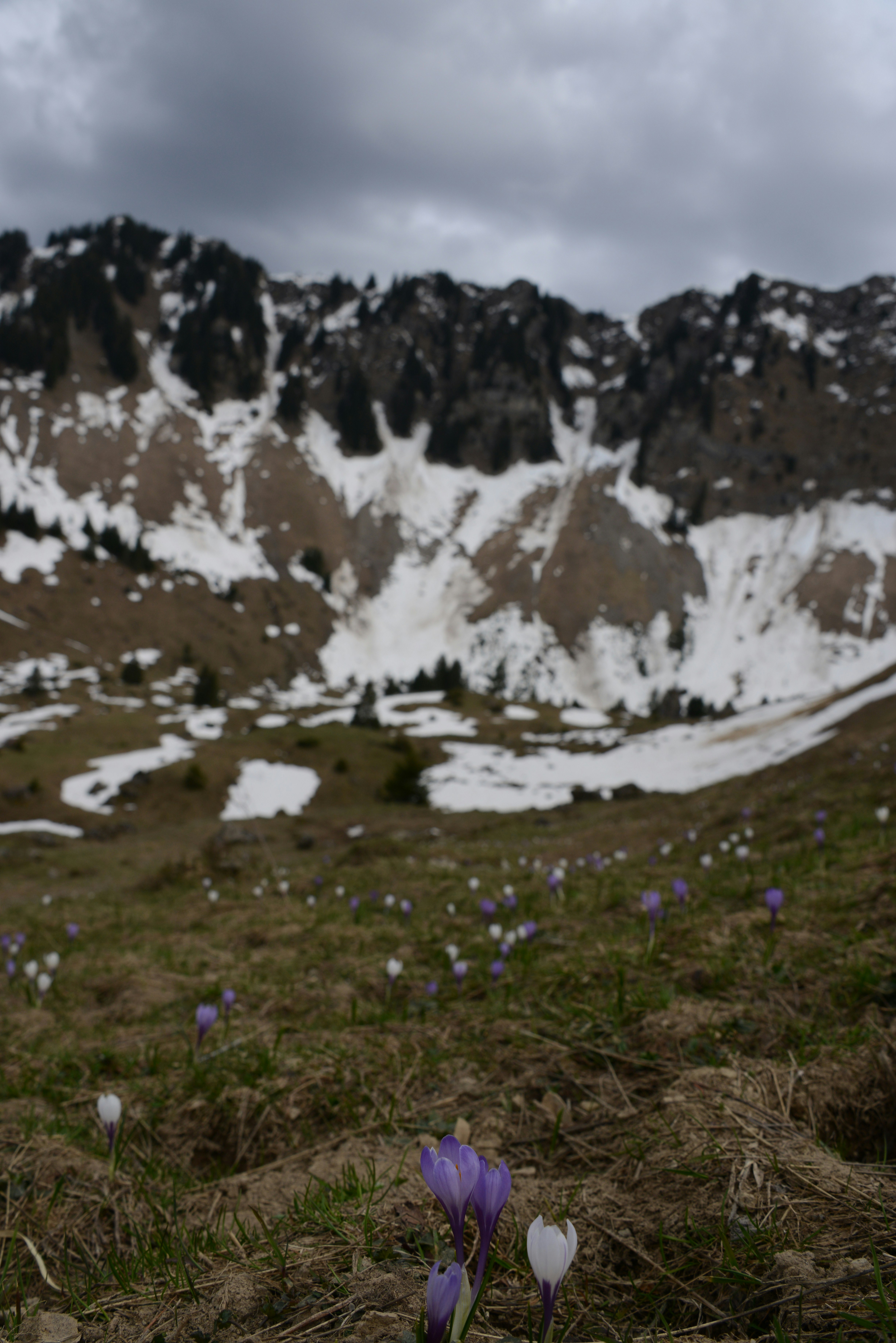 Vibrant crocuses bloom in the foreground of a rugged mountain landscape, framed by patches of snow and rocky terrain.