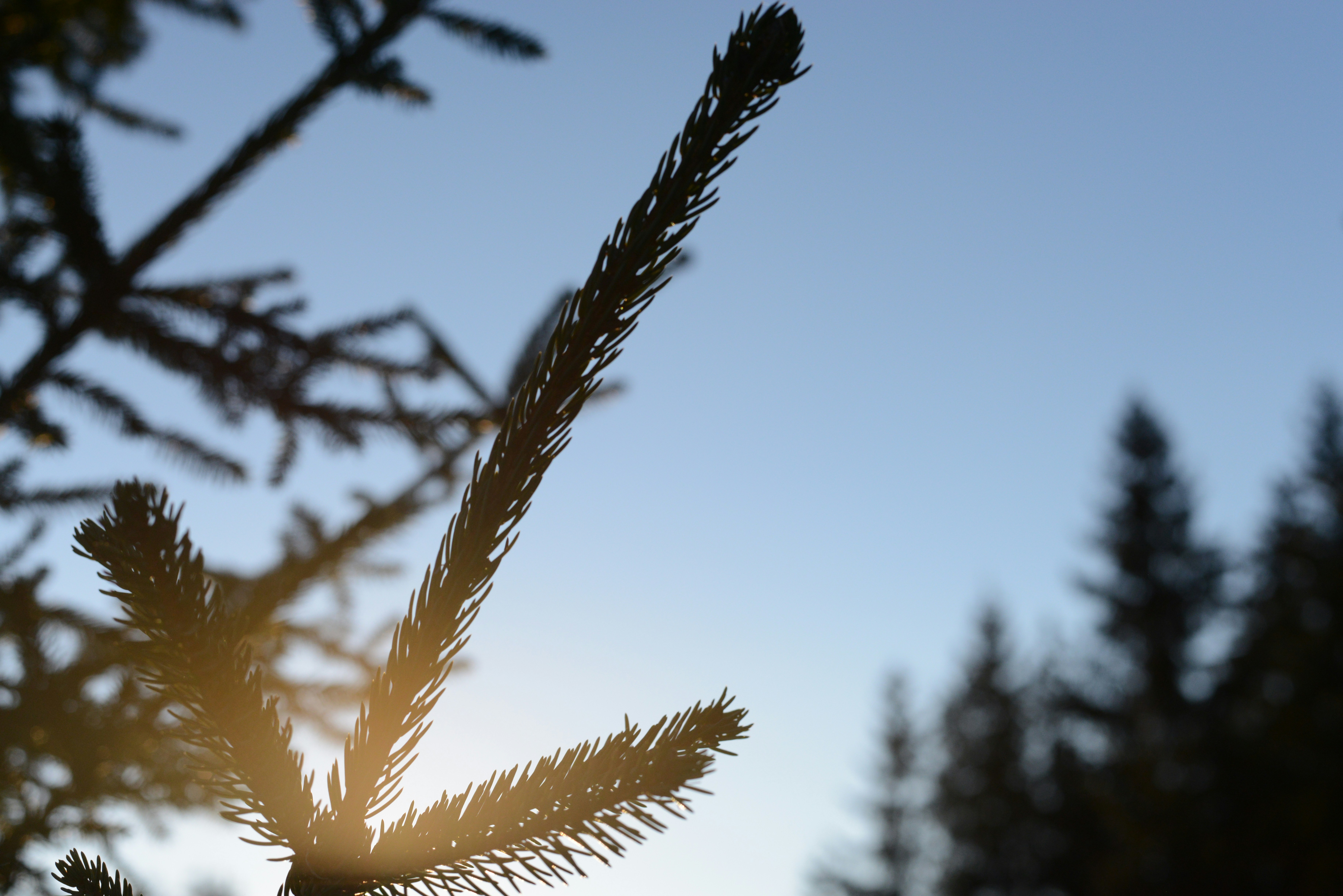 Sunlit Needlework: Backlit Pine Fronds Against a Winter Sky