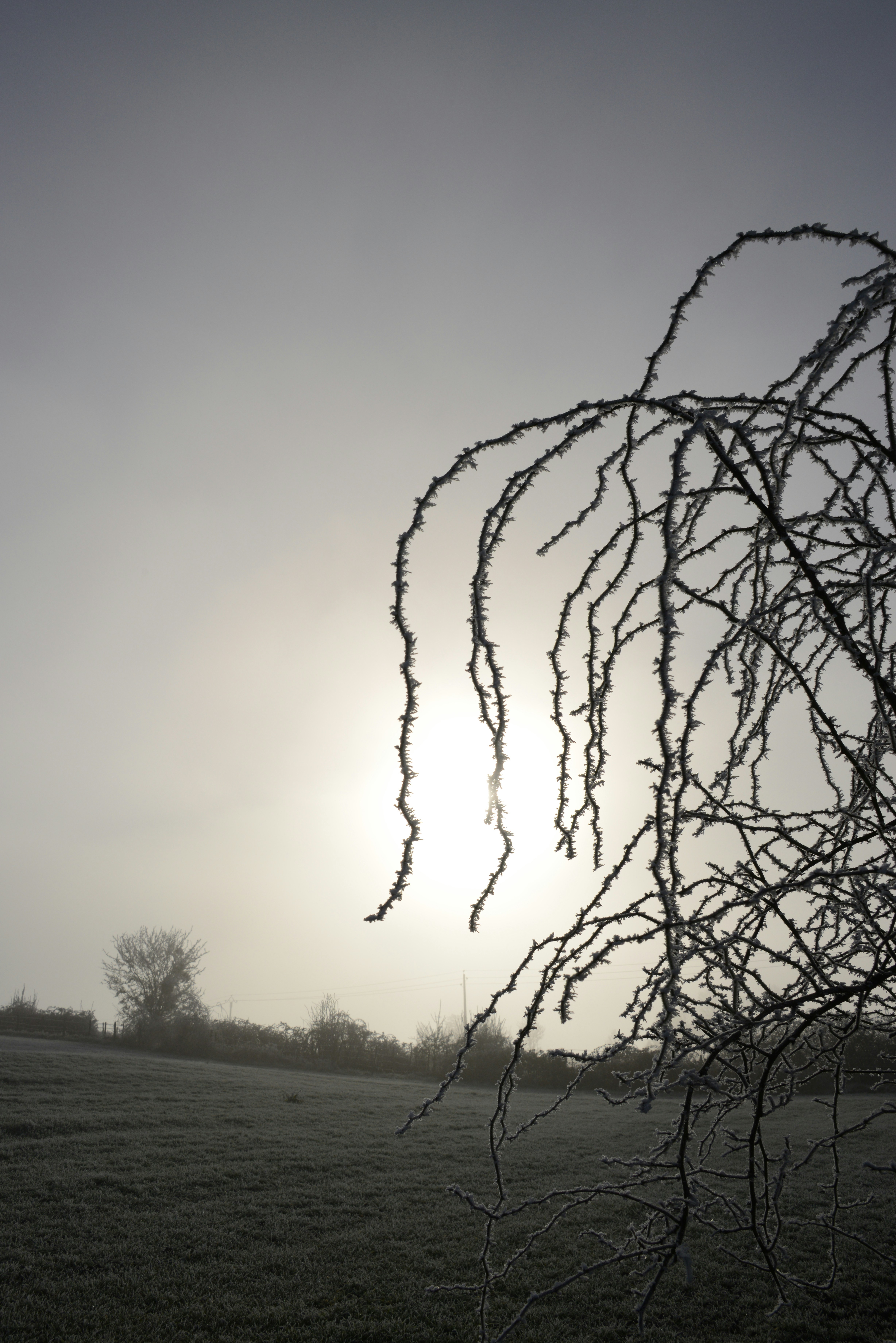 Dawn's Frostwork: Frost-kissed Branches Frame a Pale Sunrise