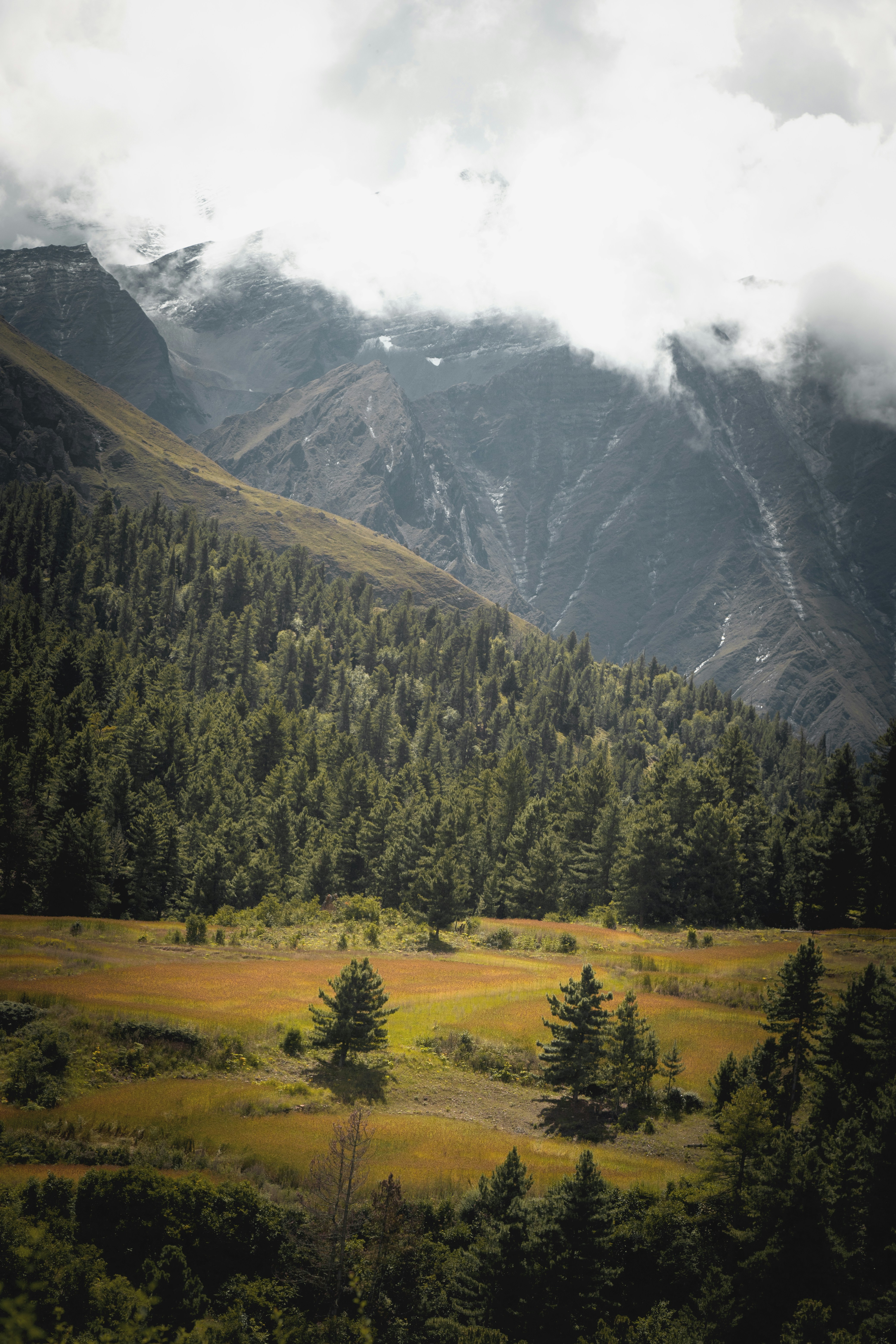 Mist Veil Over Alpine Meadow