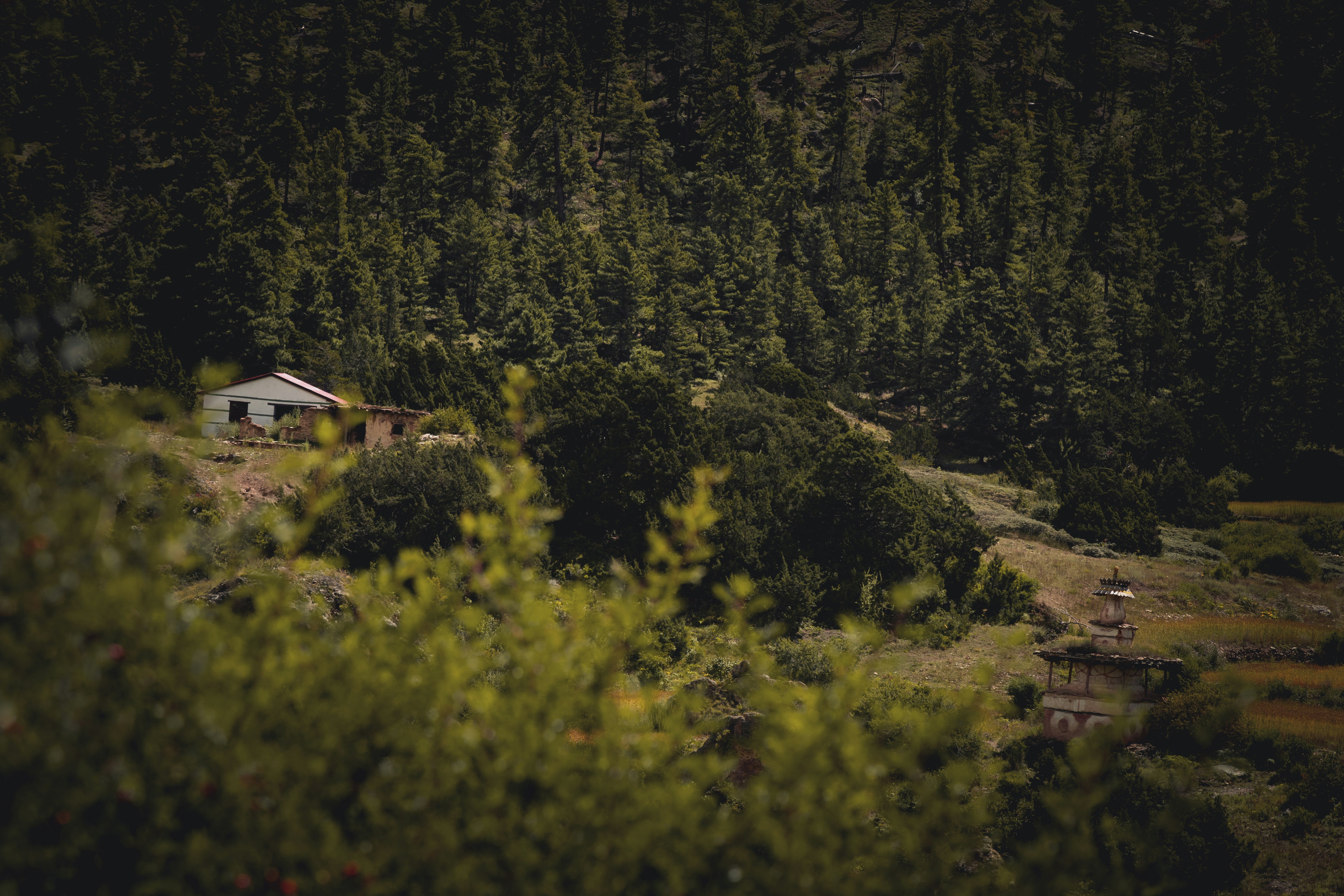 Une maison au milieu d’une forêt photo – Photo Dolpa Gratuite sur Unsplash
