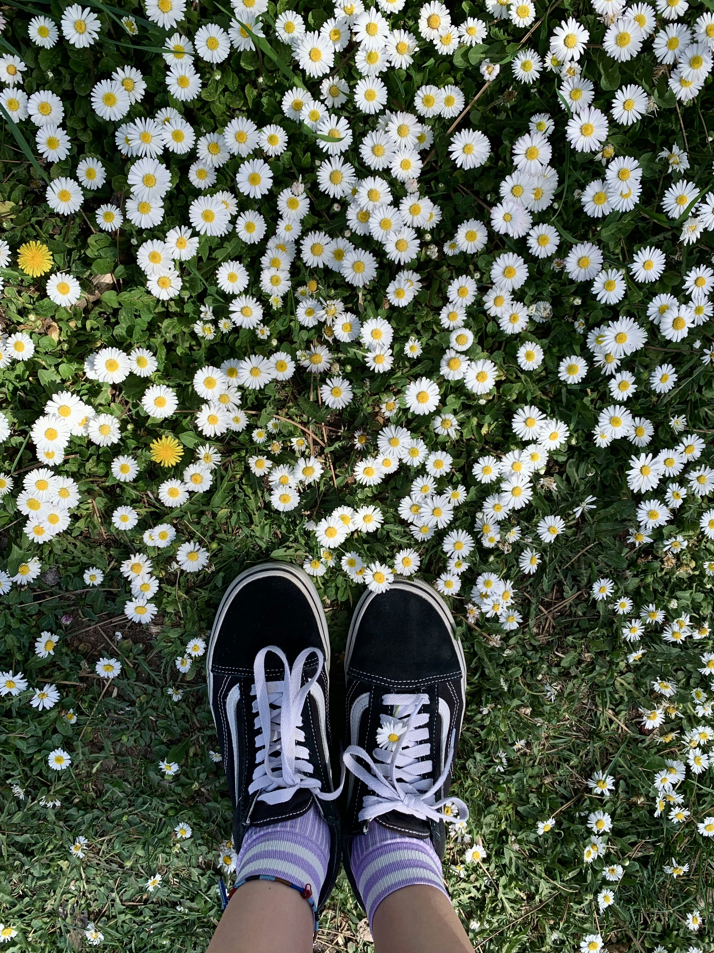 Black sneakers resting amidst a vibrant carpet of daisies and greenery. The scene captures the beauty of nature at ground level.