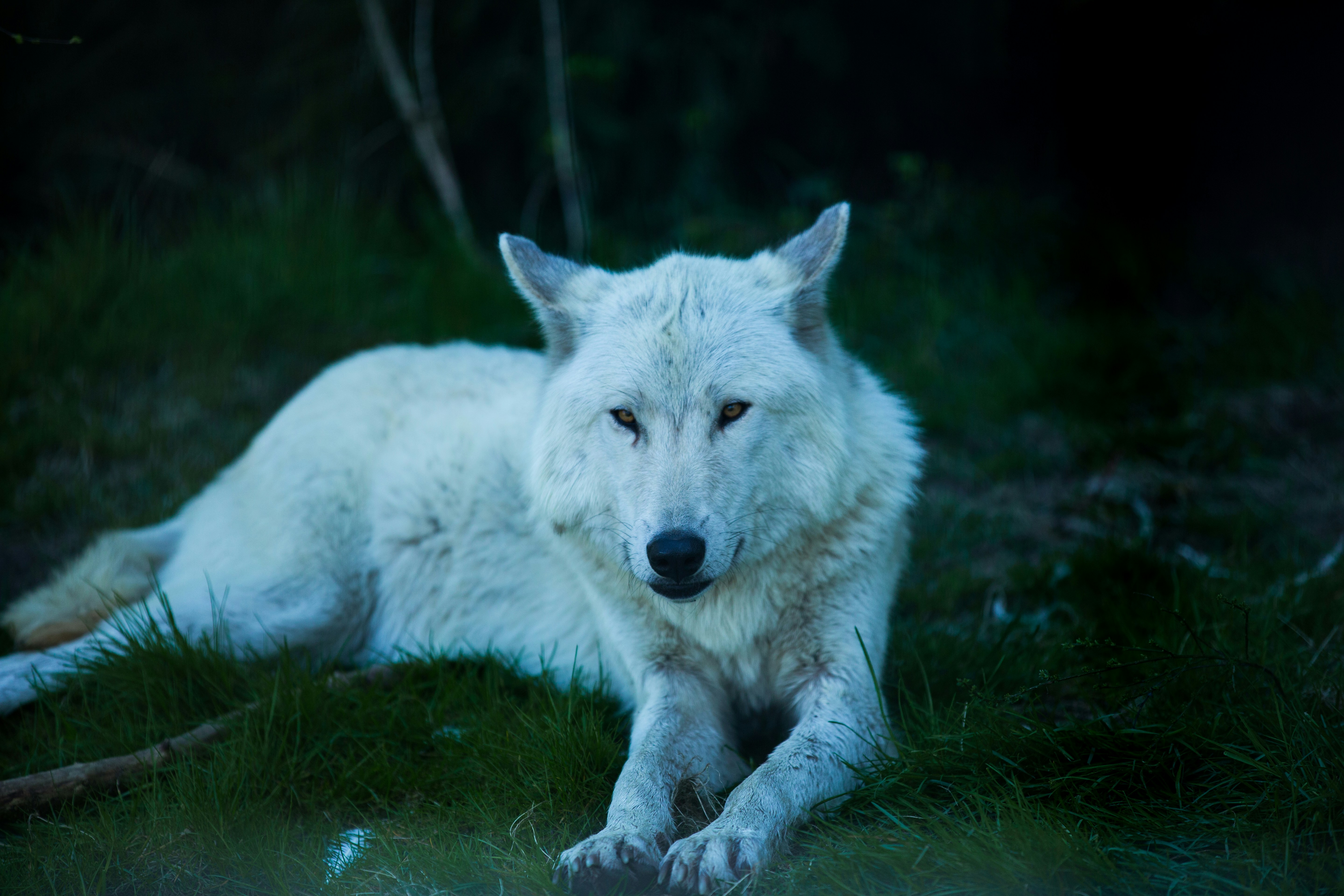 A white wolf lying in the grass photo – Free Germany Image on Unsplash
