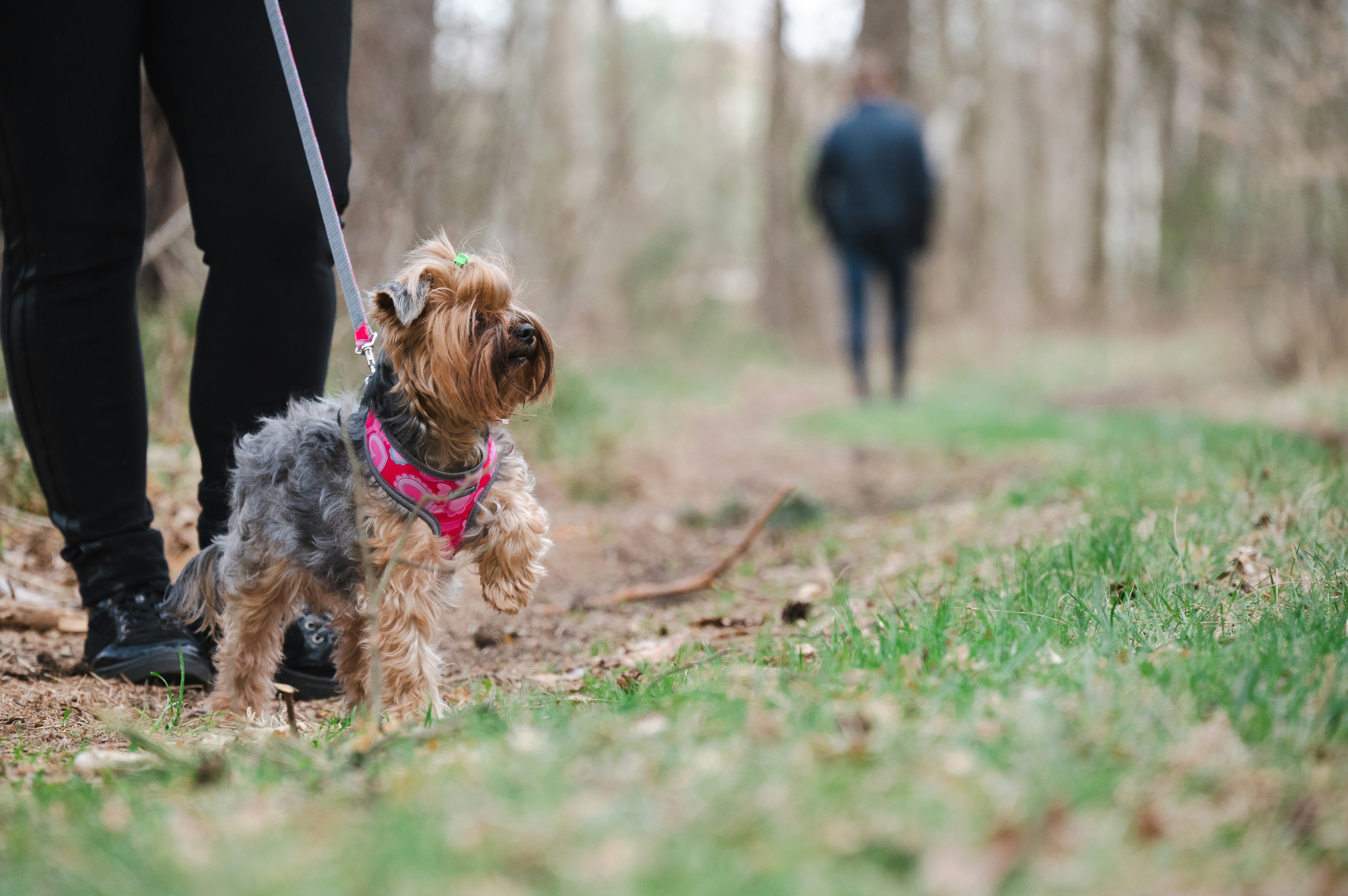 Pink Harness, Quiet Path: A Terrier Leading a Weekend Park Stroll