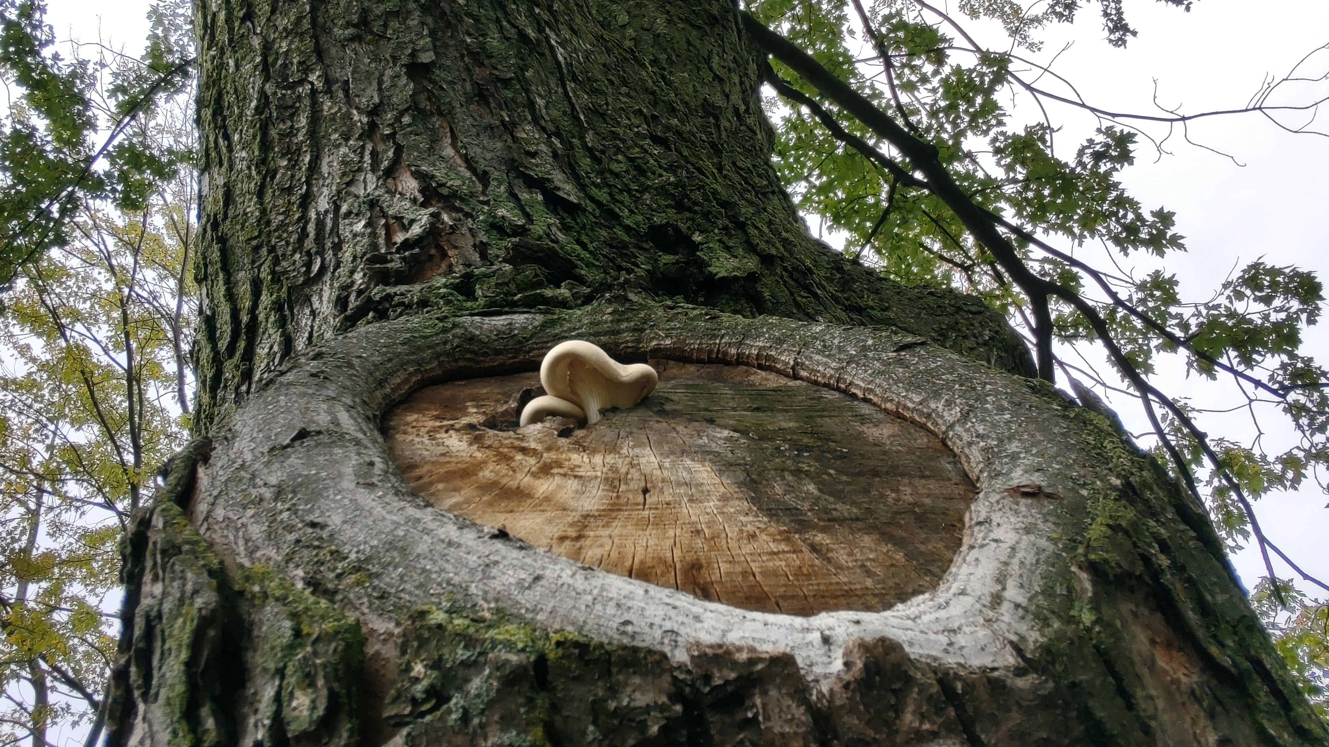 Bracket Fungus Crown on a Fresh Cut Trunk in Quiet Forest Light