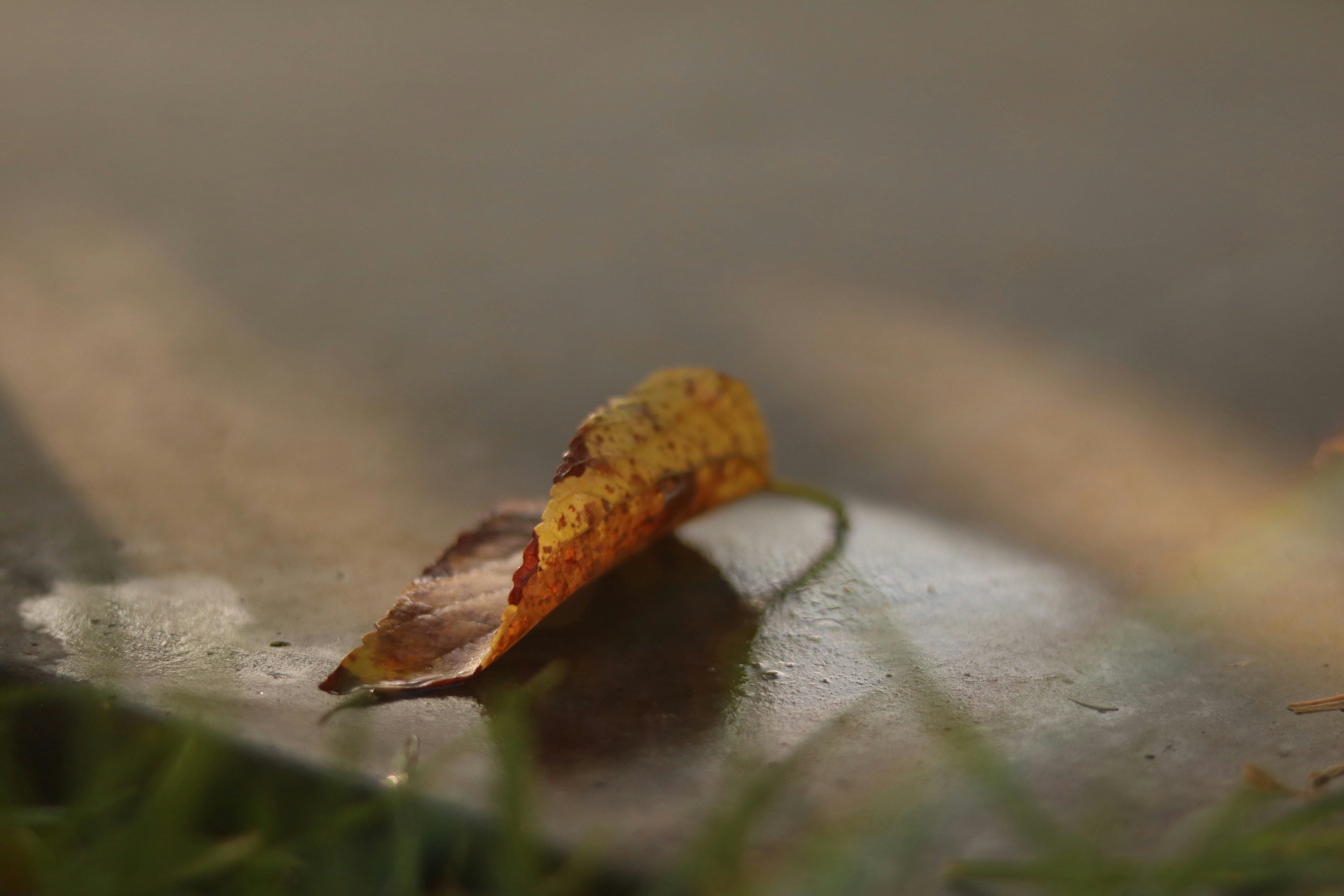 A single autumn leaf rests on a smooth surface, illuminated by soft, natural light, surrounded by hints of greenery.