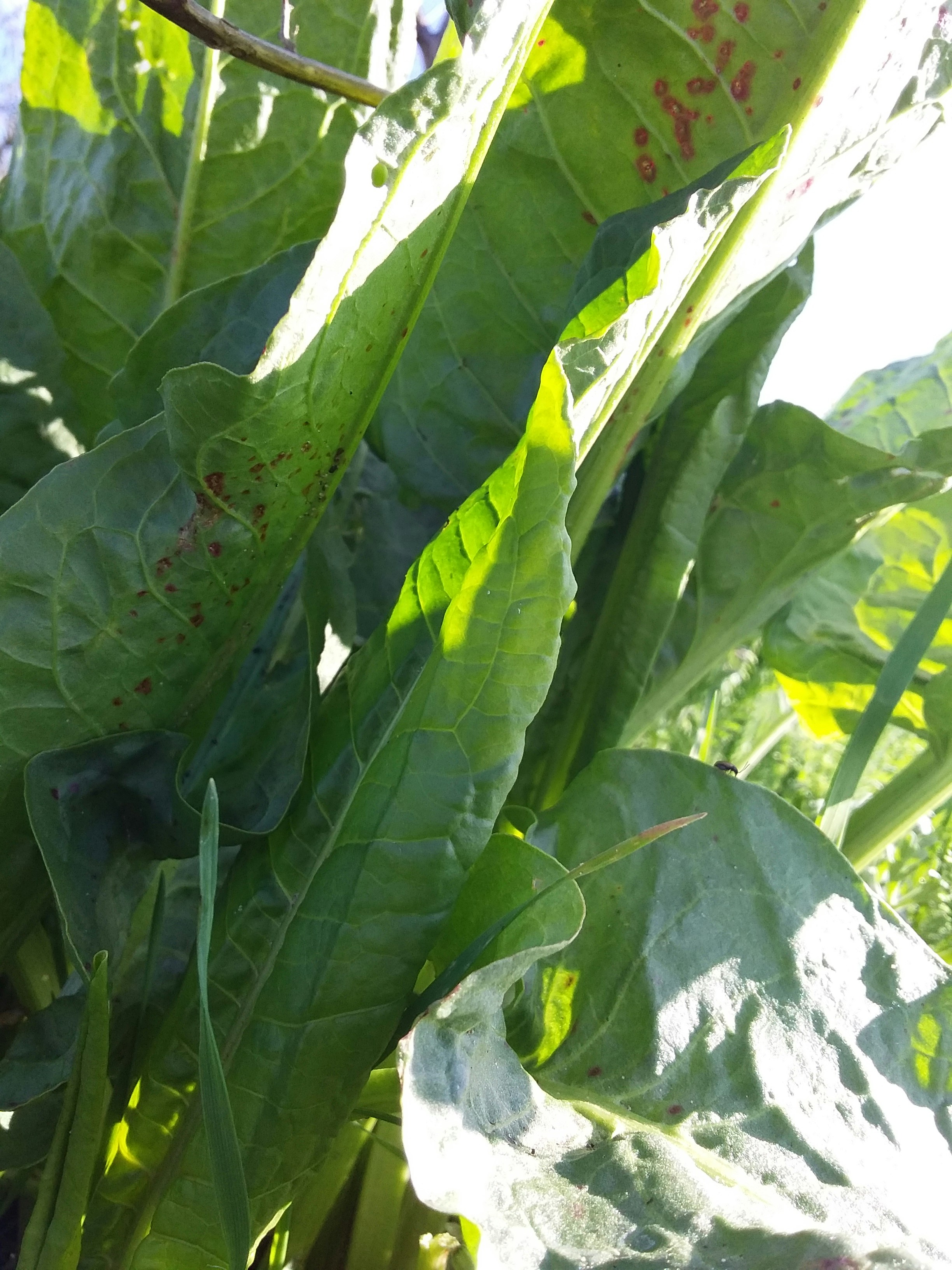 Close-up of sunlit leafy greens with pronounced veins and light play; appears to be a garden kale patch, showcasing natural textures and color.