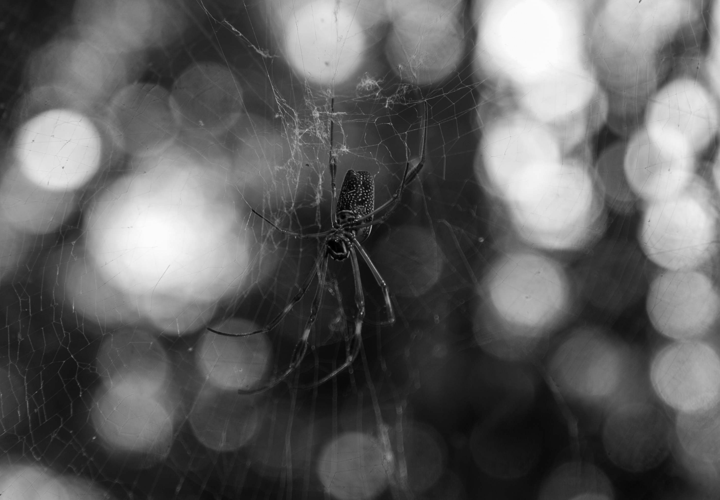 Glimmering Web Silhouettes