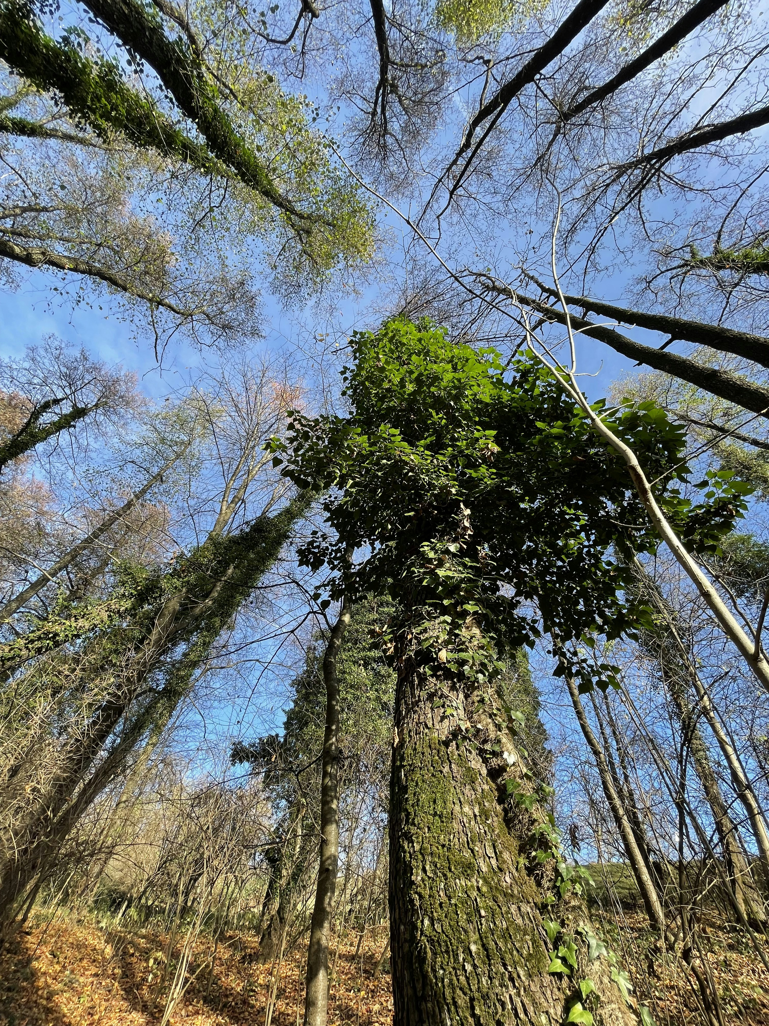Skyward Through the Forest Canopy