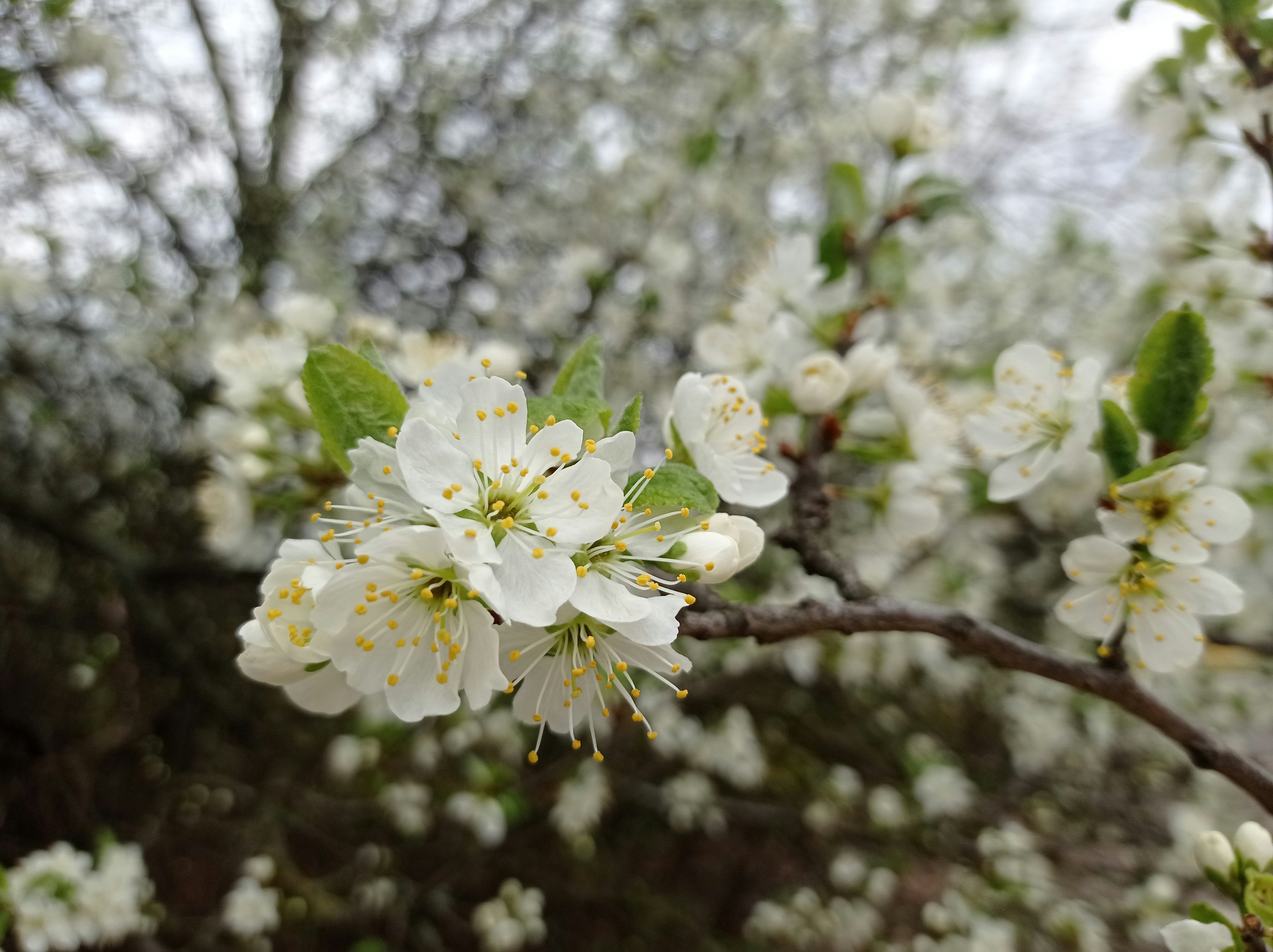 Delicate white blossoms adorned with yellow stamens on a branch, surrounded by a soft blur of greenery. The image captures the essence of spring's renewal.