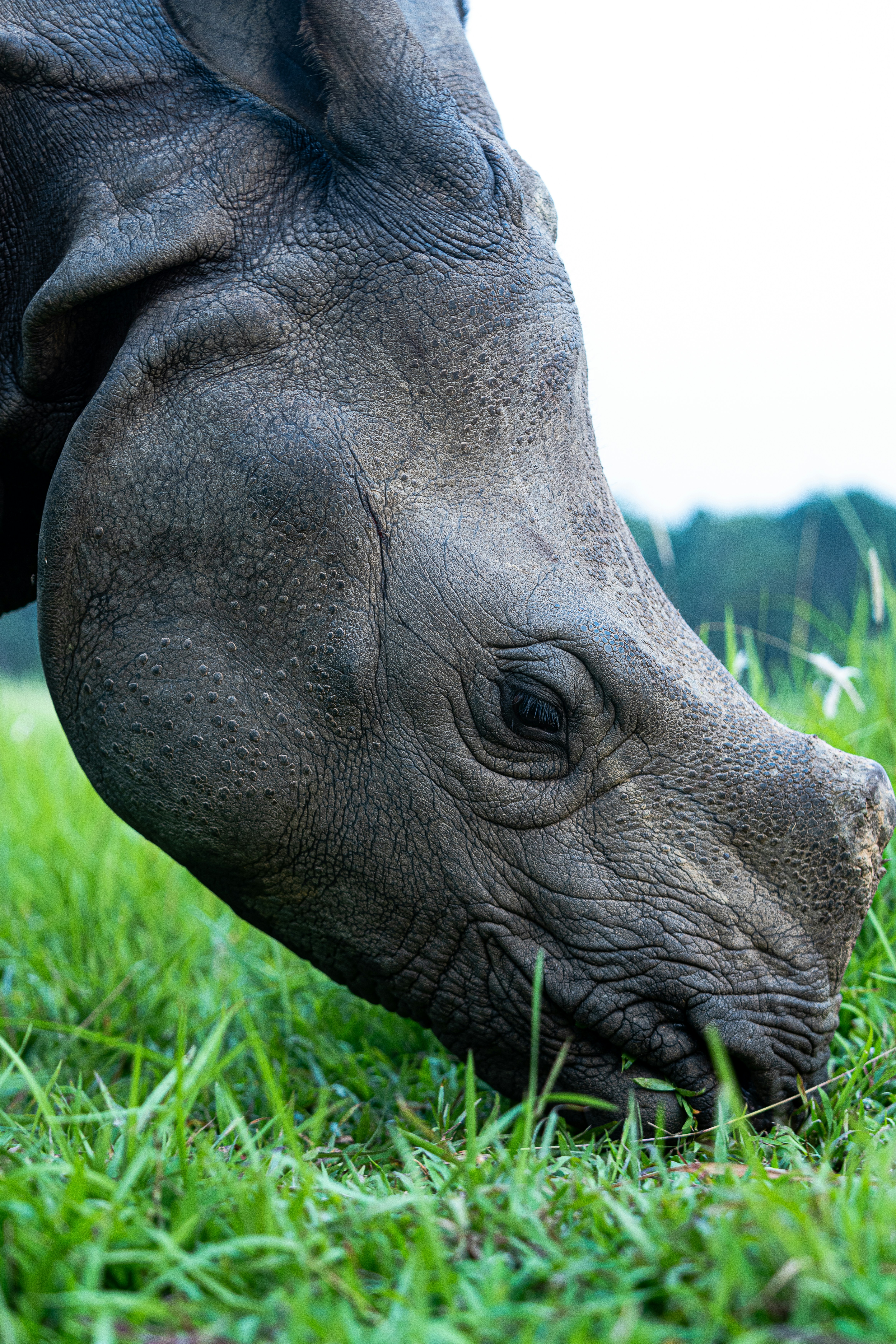 A close up of an animal photo – Free Chitwan Image on Unsplash