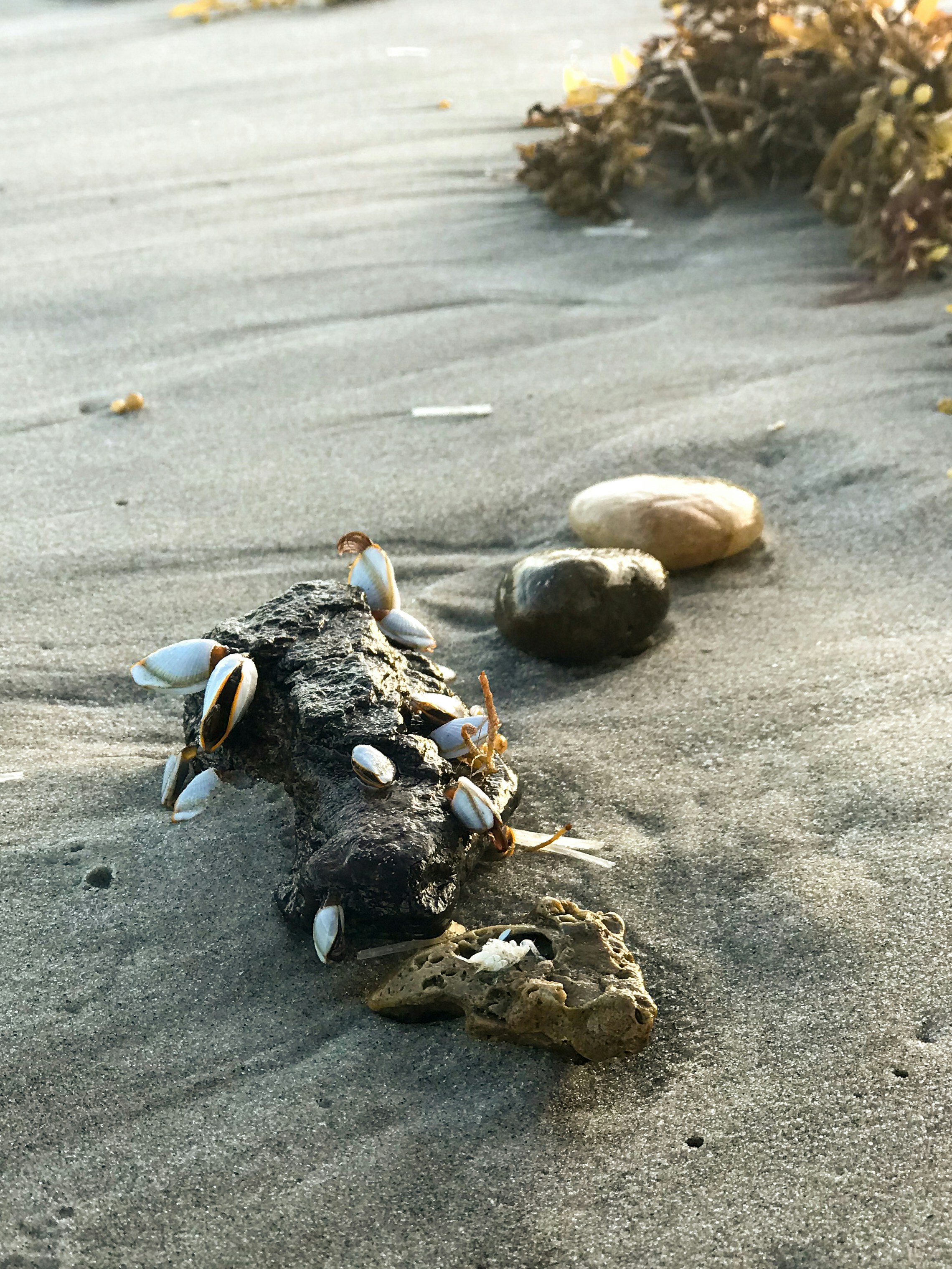 a group of birds on the ground