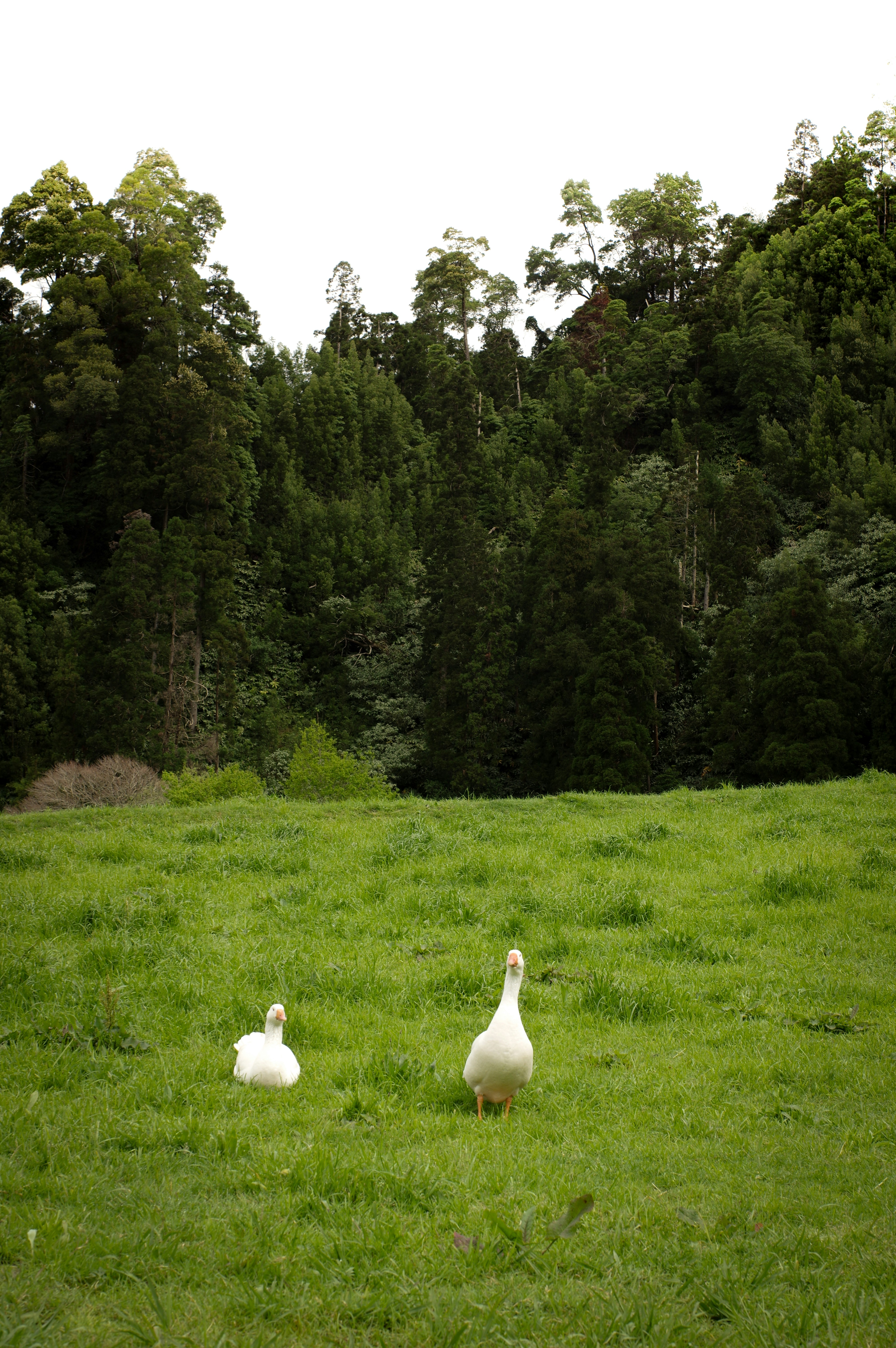 Pasture Duo: Two White Geese Stepping Through Sunlit Grass Against a Shadowed Forest