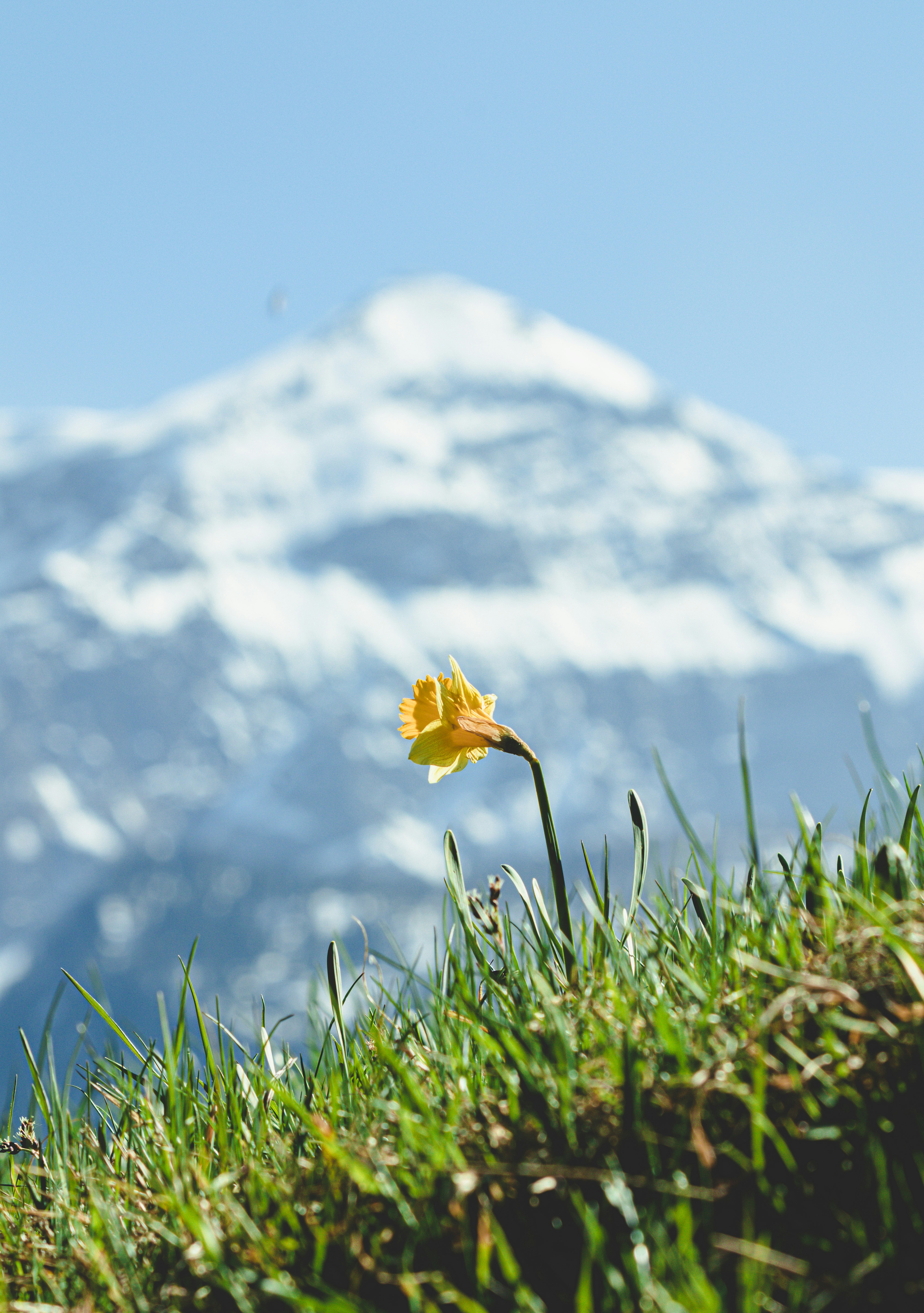 Golden Daffodil Against Alpine Snow