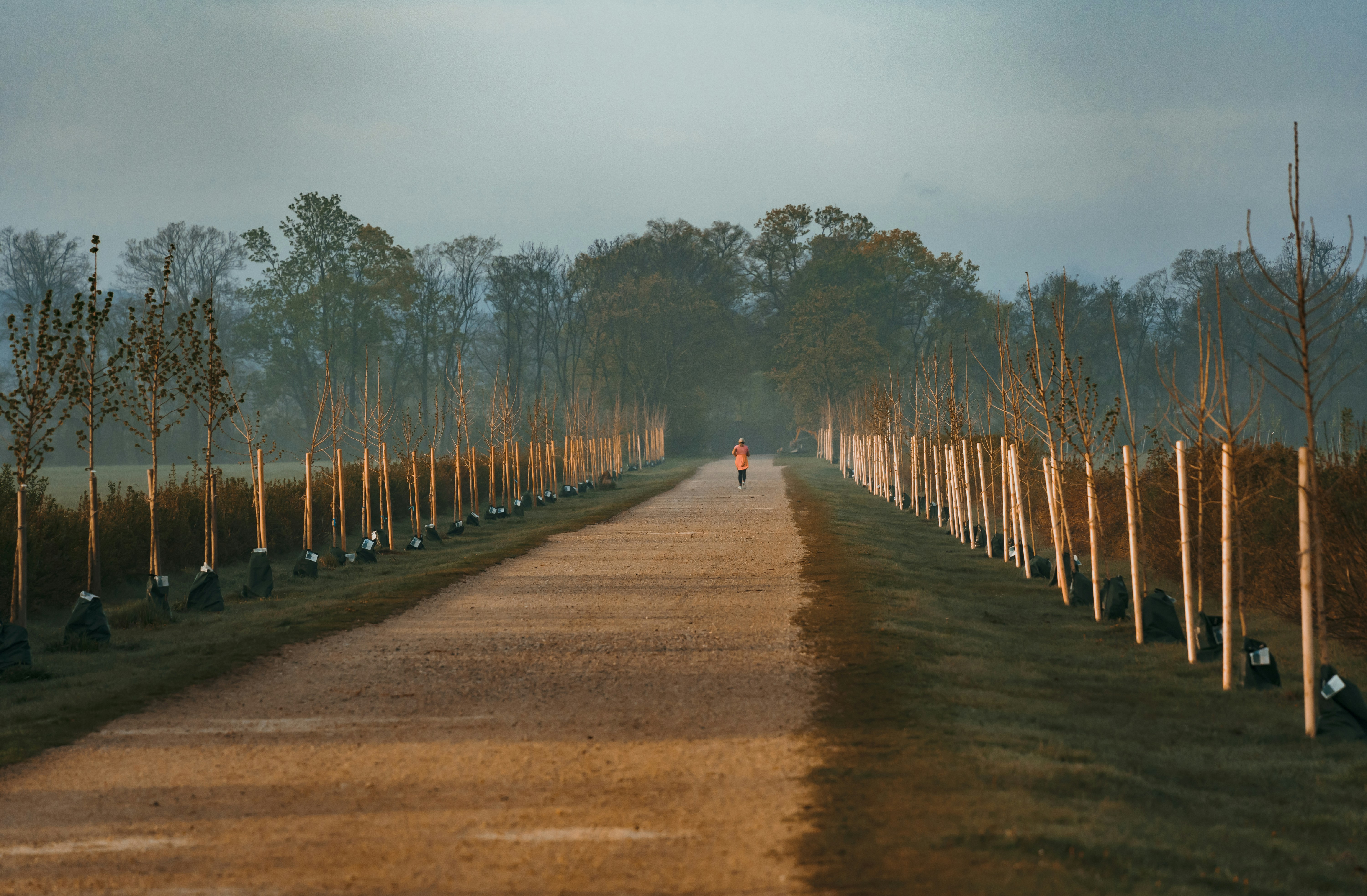 Tree-lined Avenue to a Distant Figure