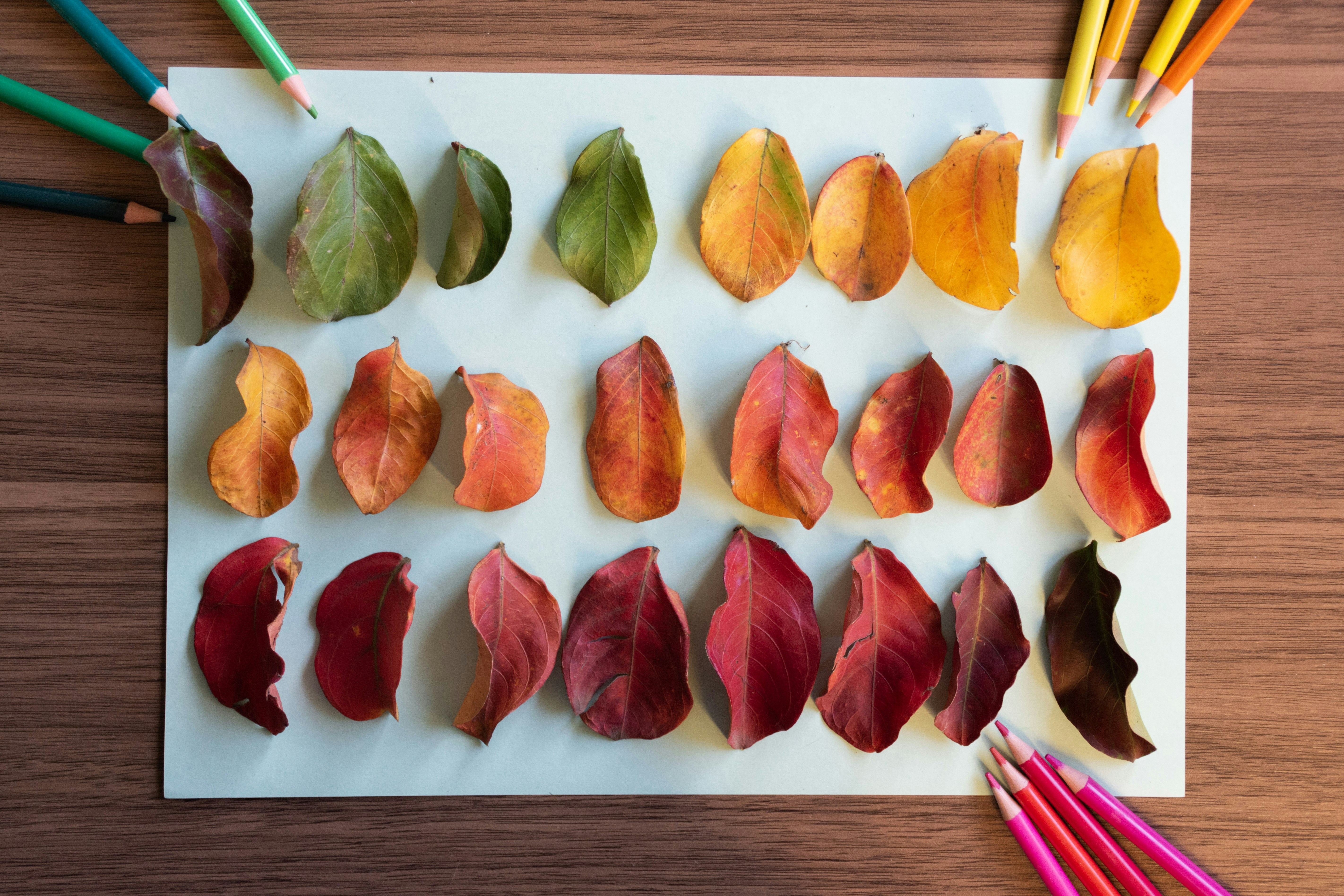 Chromatic Autumn Row: A Palette of Leaves on Blue Paper