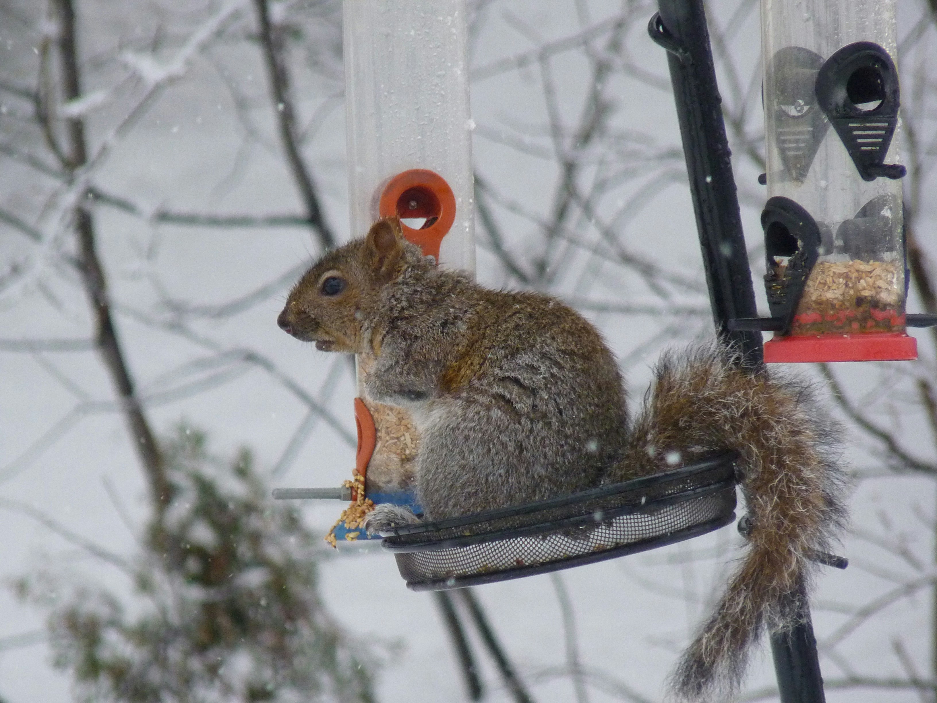 A squirrel on a swing in the snow photo – Free Animal Image on Unsplash