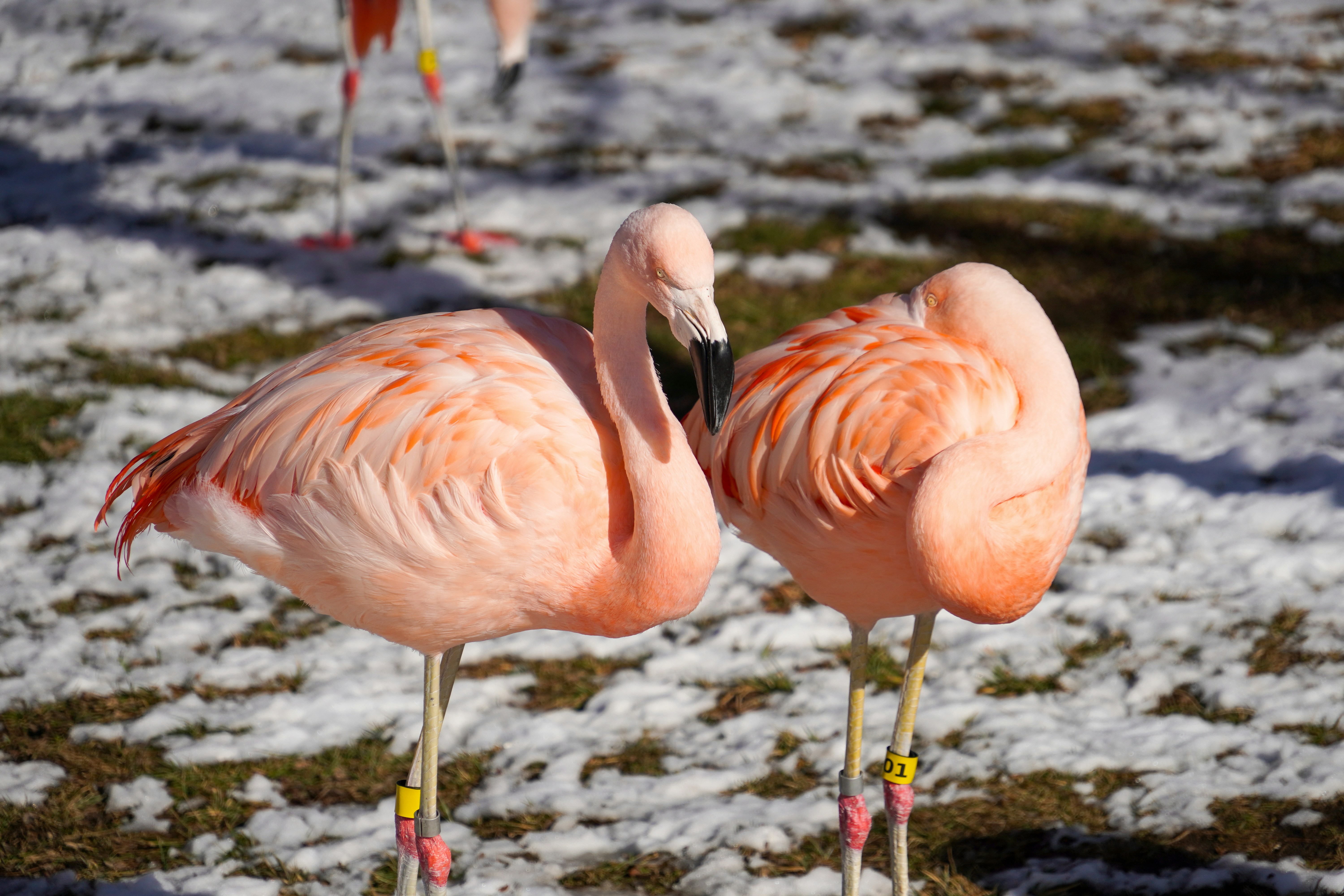 A group of flamingos on the beach photo – Free Snow Image on Unsplash