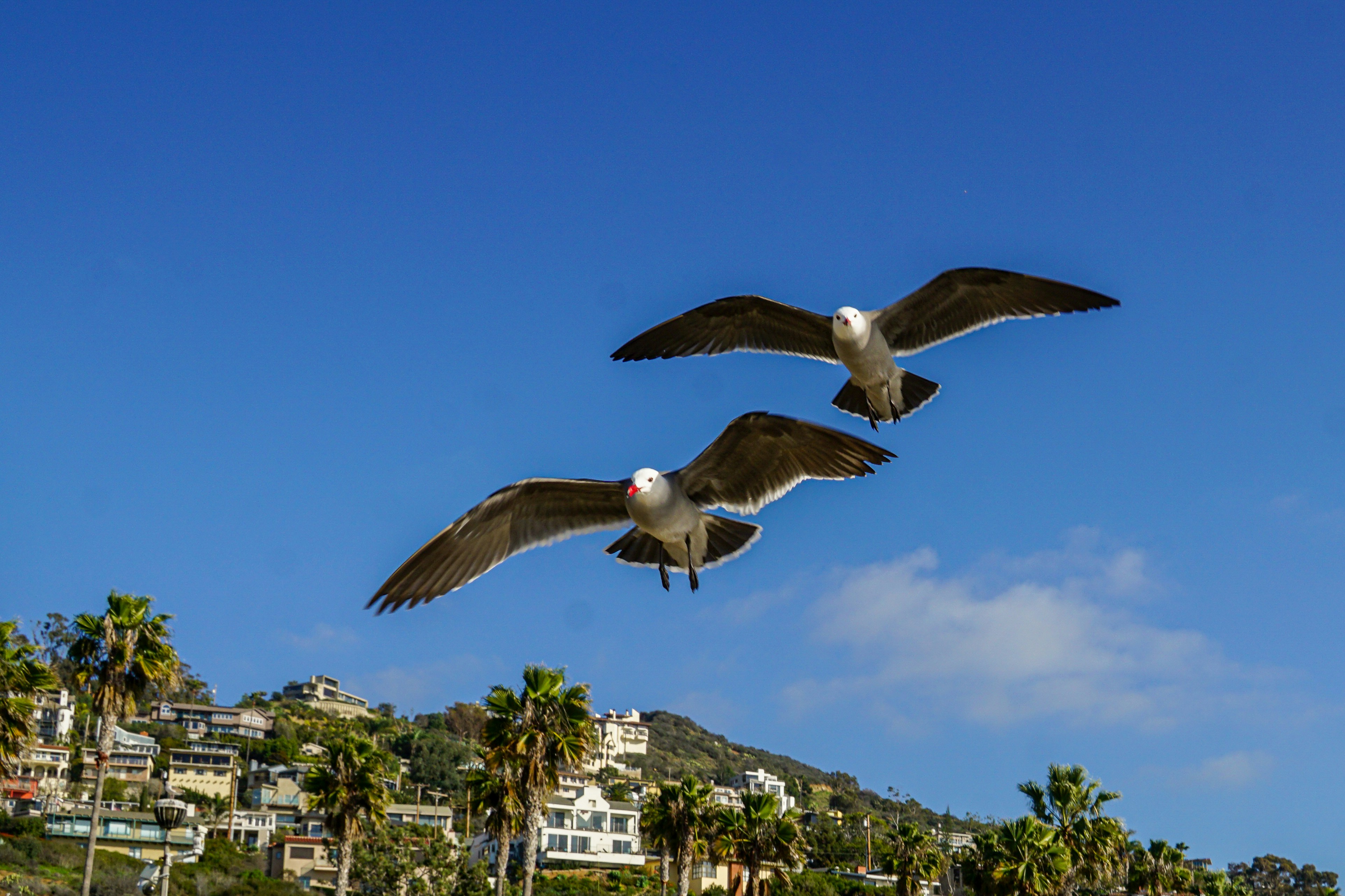 Two Seabirds in Flight Above a Palm-Fringed Clifftop Community