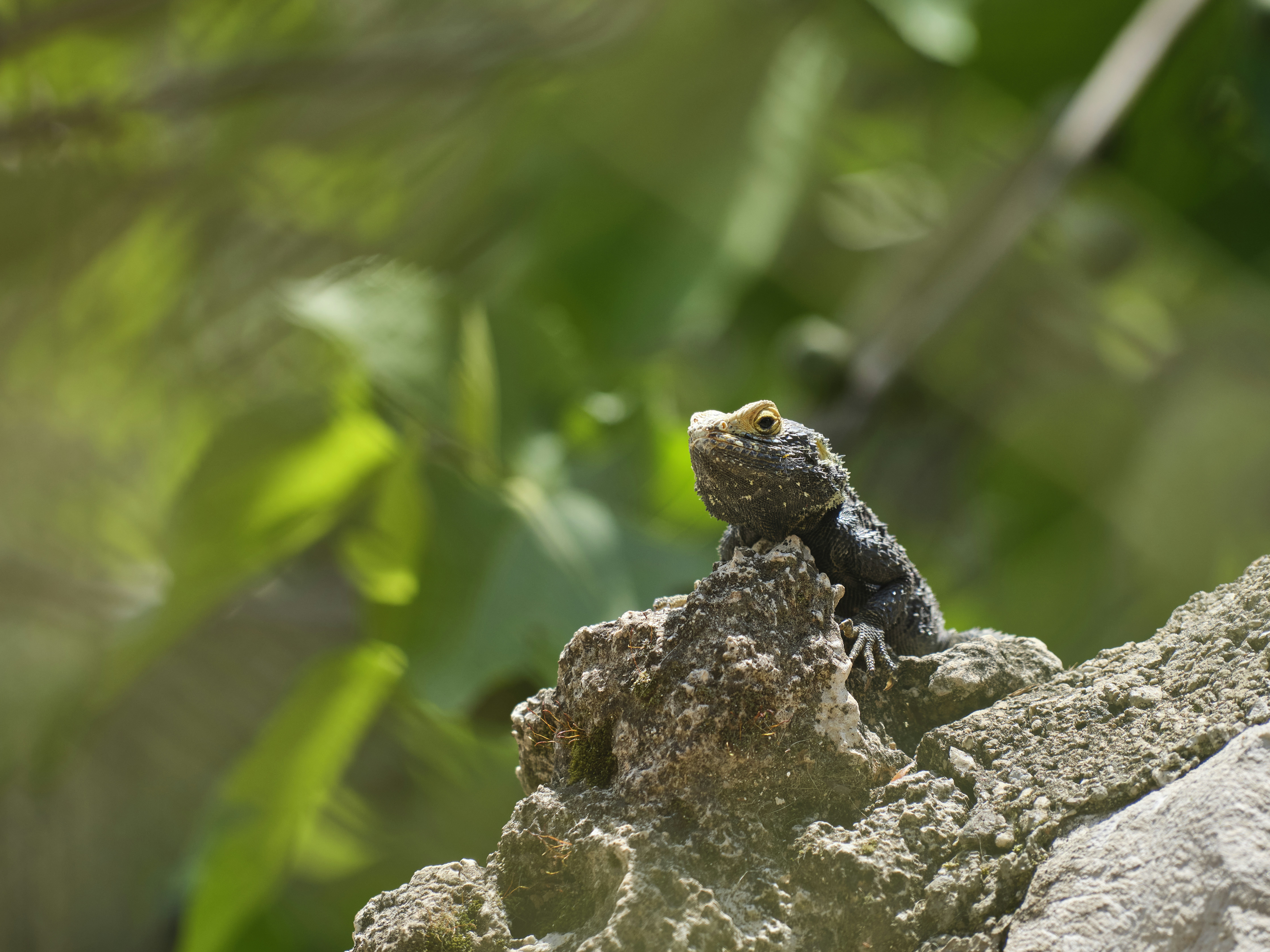 a beautiful lizard in nature