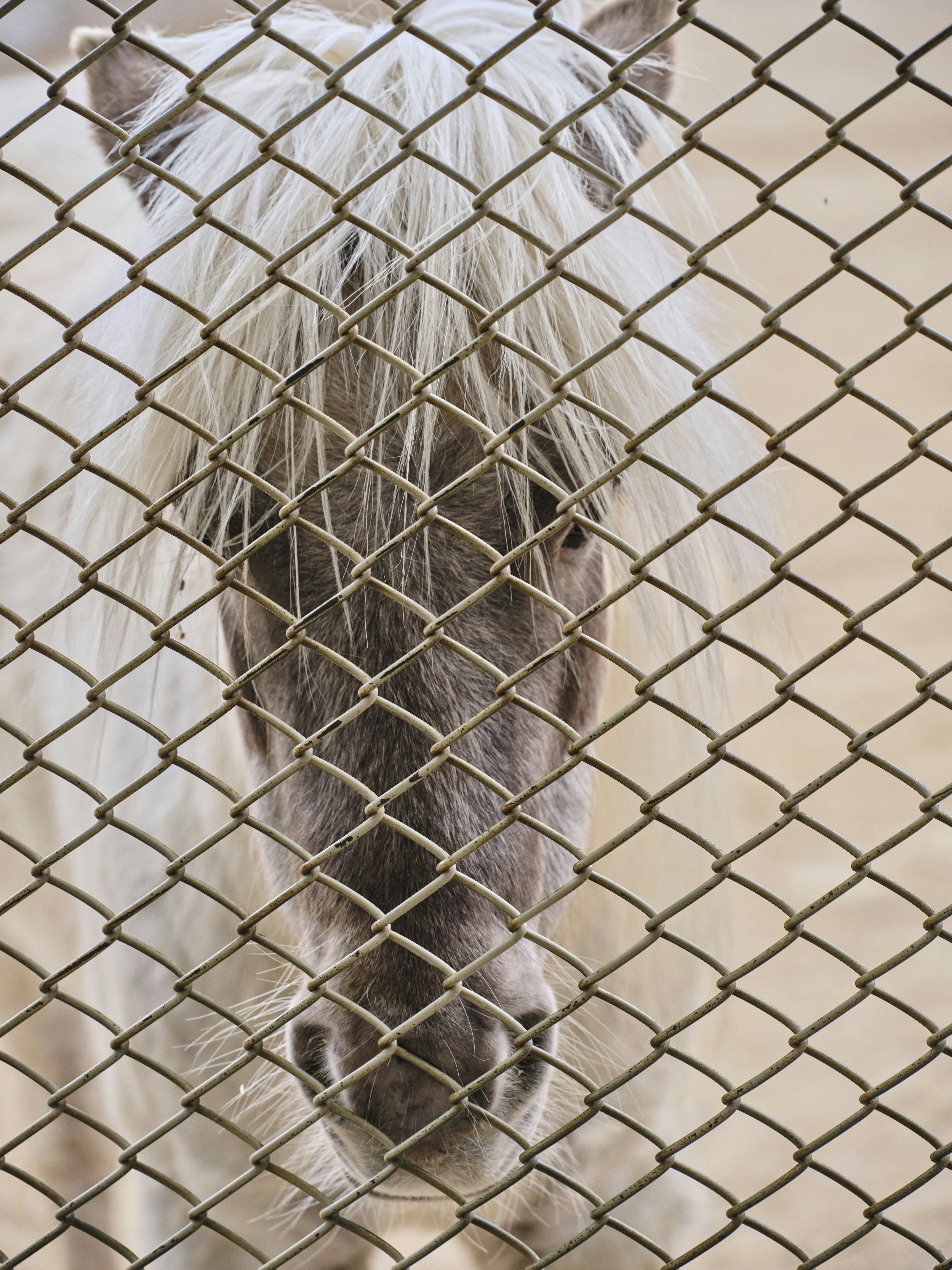 Silent Gaze Through the Chain: A Horse Behind Bars
