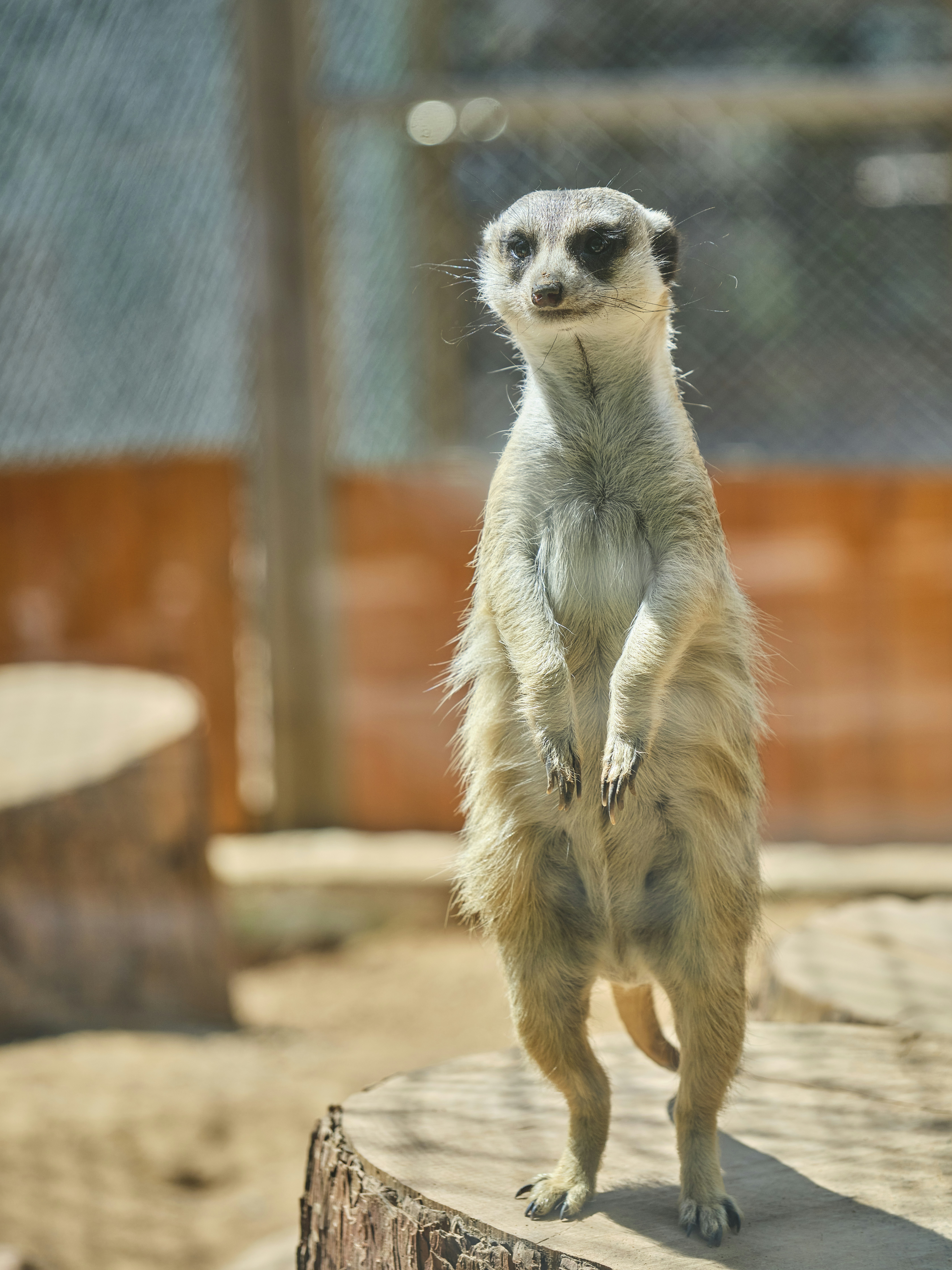 a cute meerkat in the zoo