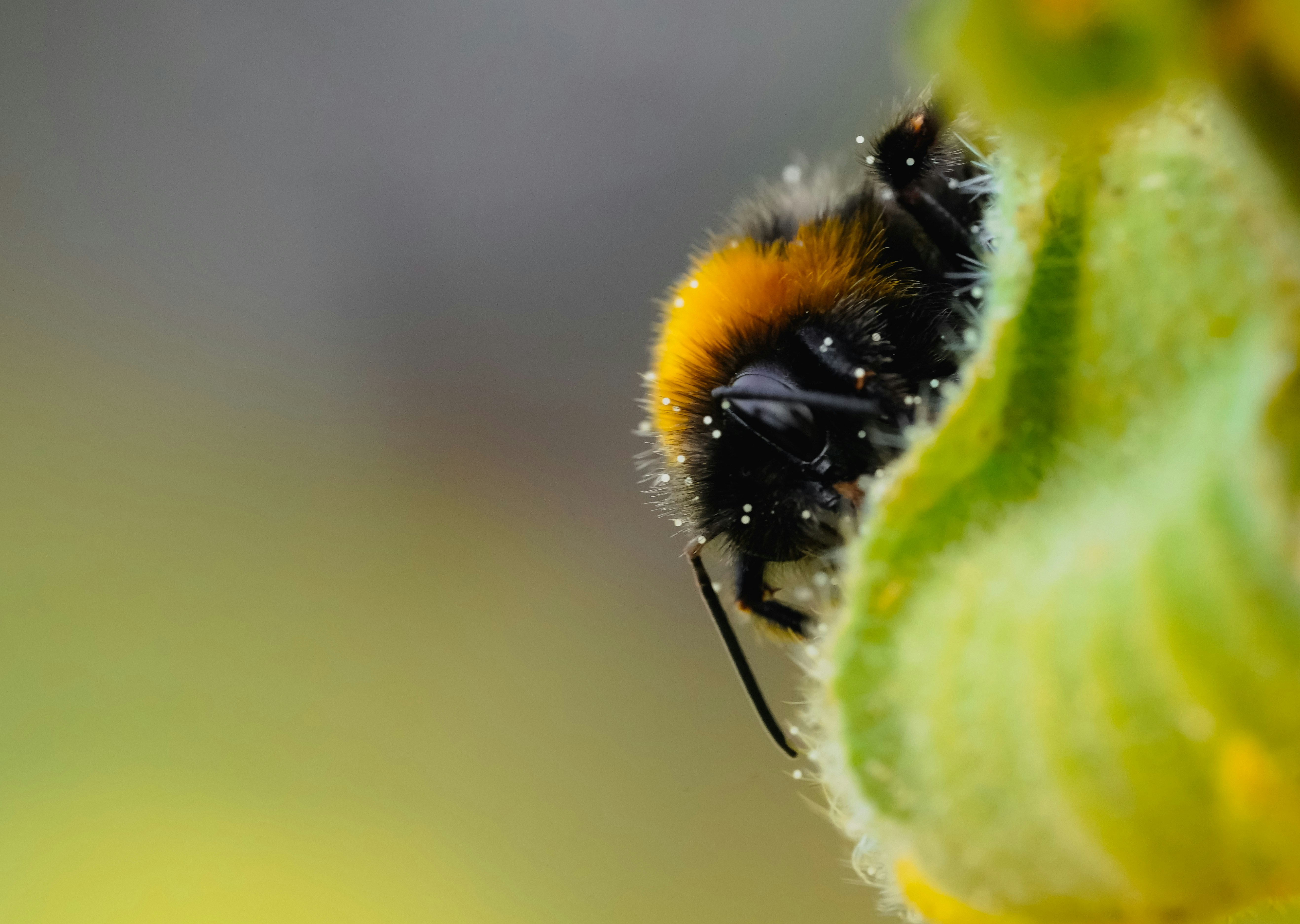 A bumblebee nestled against a leaf, showcasing its vibrant yellow and black fur. The soft background highlights the intricate details of the bee’s features.
