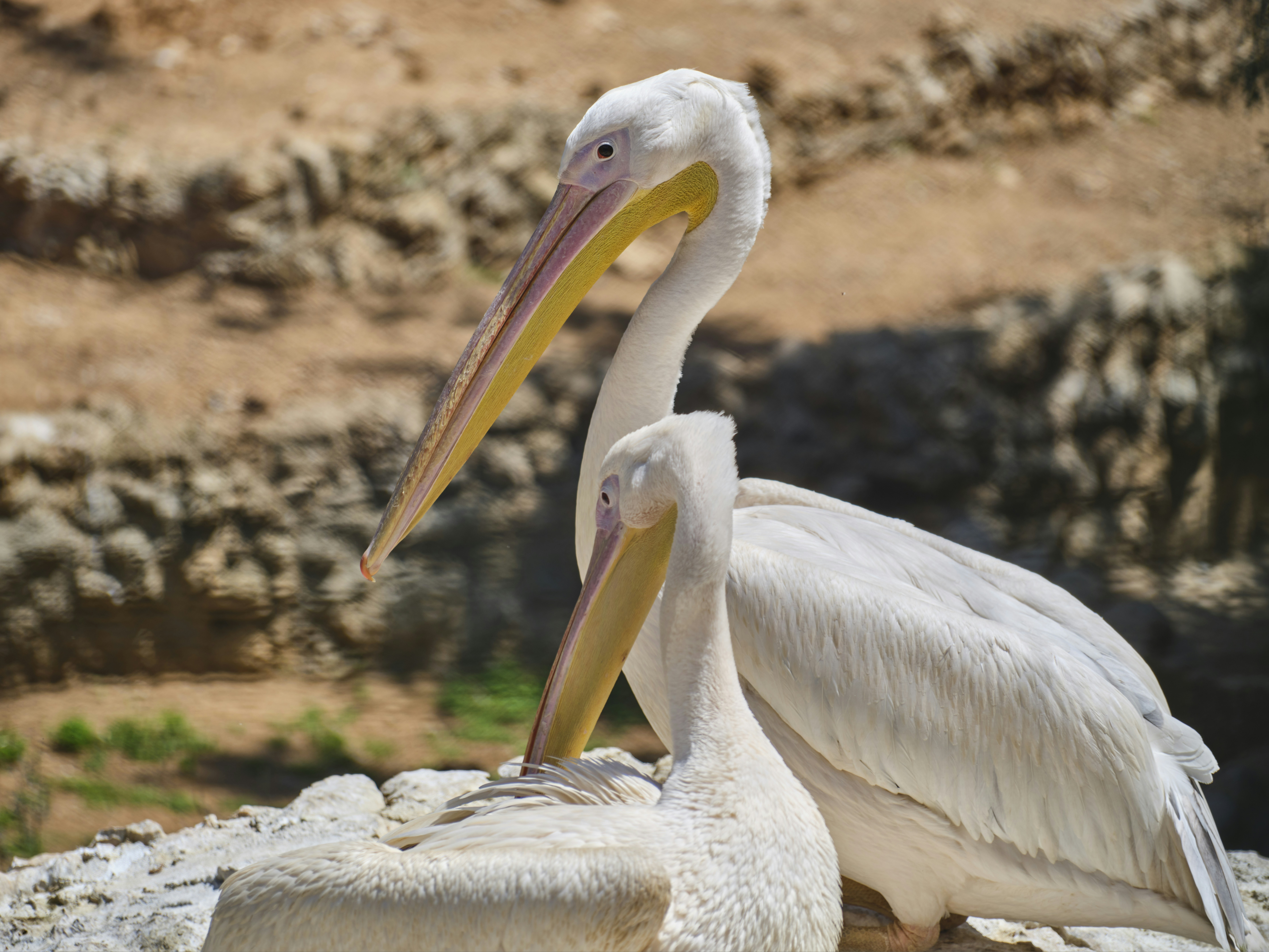 Twin Pelicans Framing a Rocky Shoreline