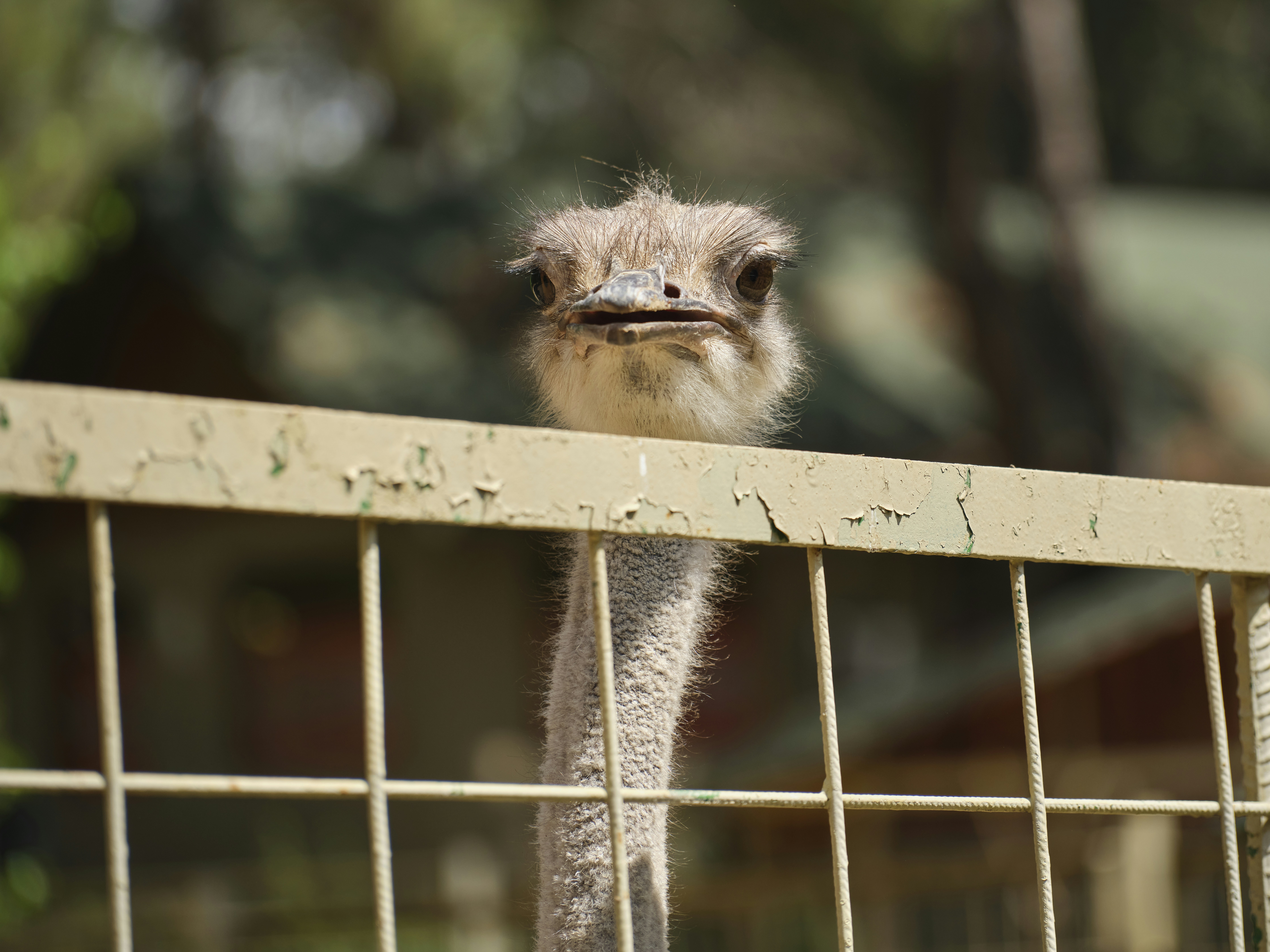 An ostrich peering through a fence, showcasing its unique features and inquisitive expression.