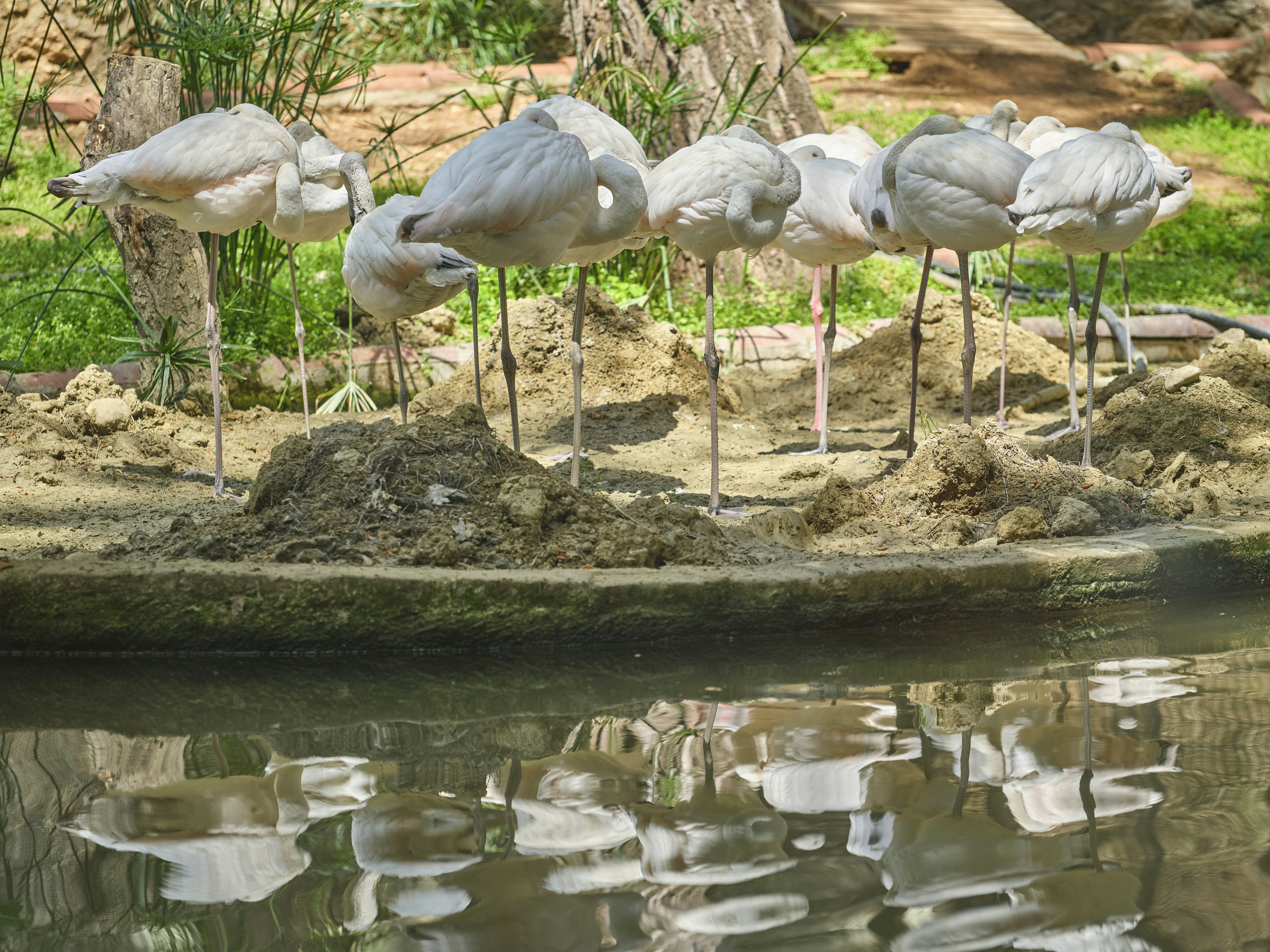 Group of flamingos standing gracefully in a serene environment, reflecting in the water below.