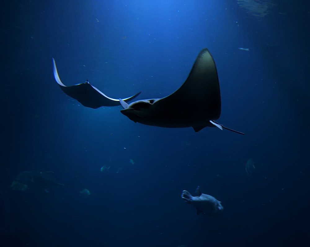 グーグルピクセル3aの写真 | Unsplashで無料写真をダウンロードする