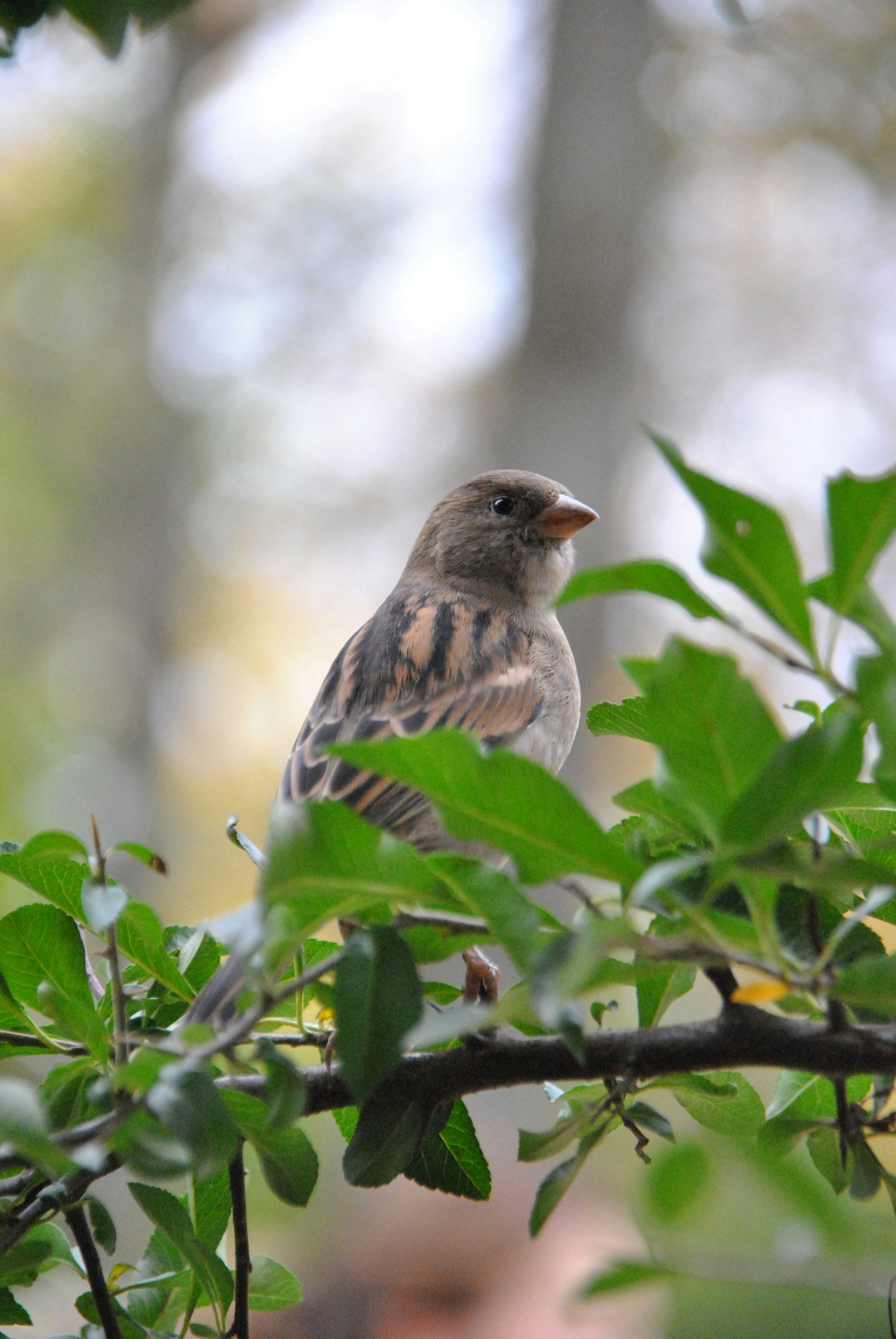 A bird sitting on a branch photo – Free Animal Image on Unsplash