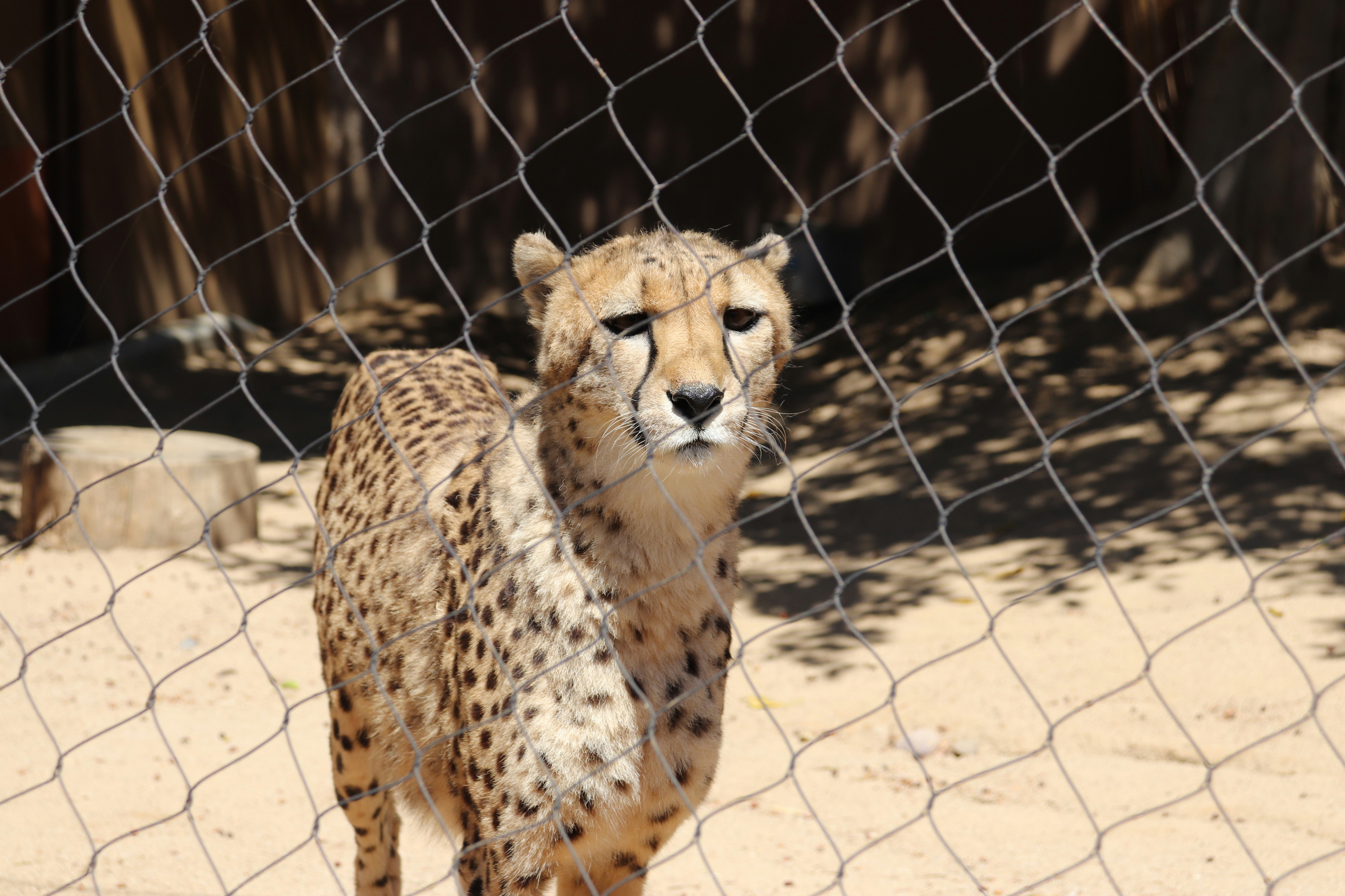 Gaze Behind the Mesh: Cheetah in a Sunlit Enclosure