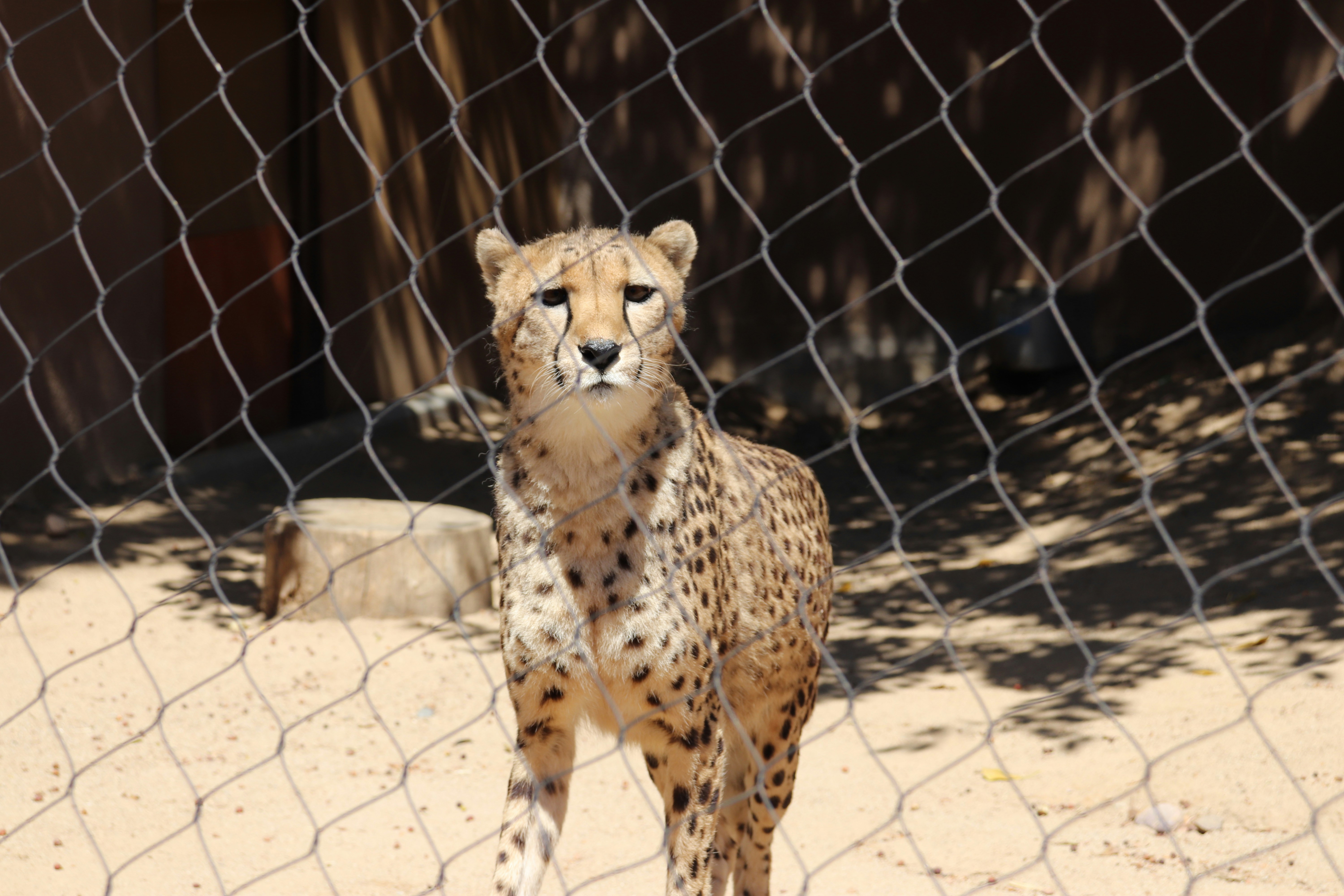 Mesh Gaze: Cheetah in a Sunlit Enclosure
