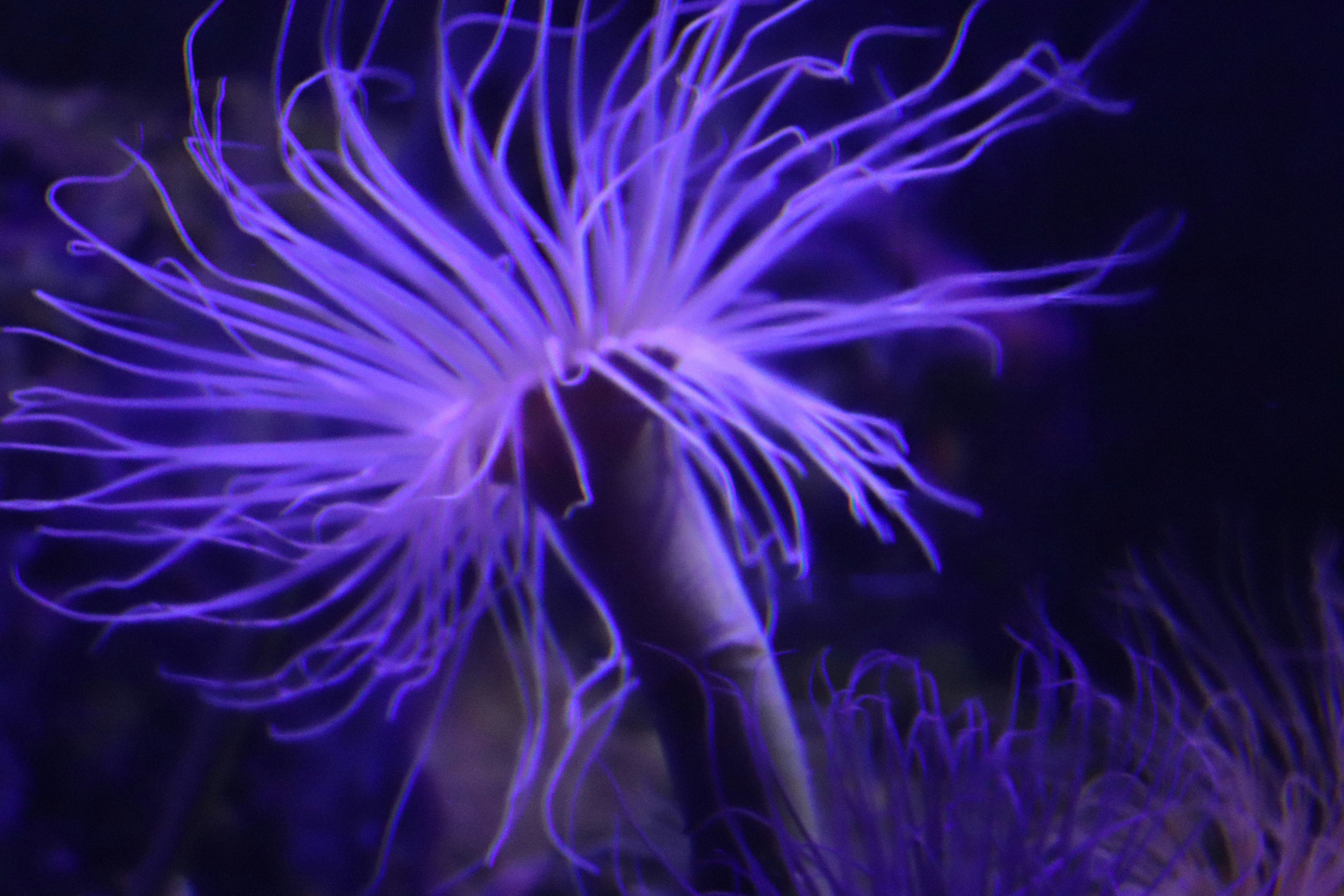 A close up of a purple and white feather photo – Free Anemone Image on ...
