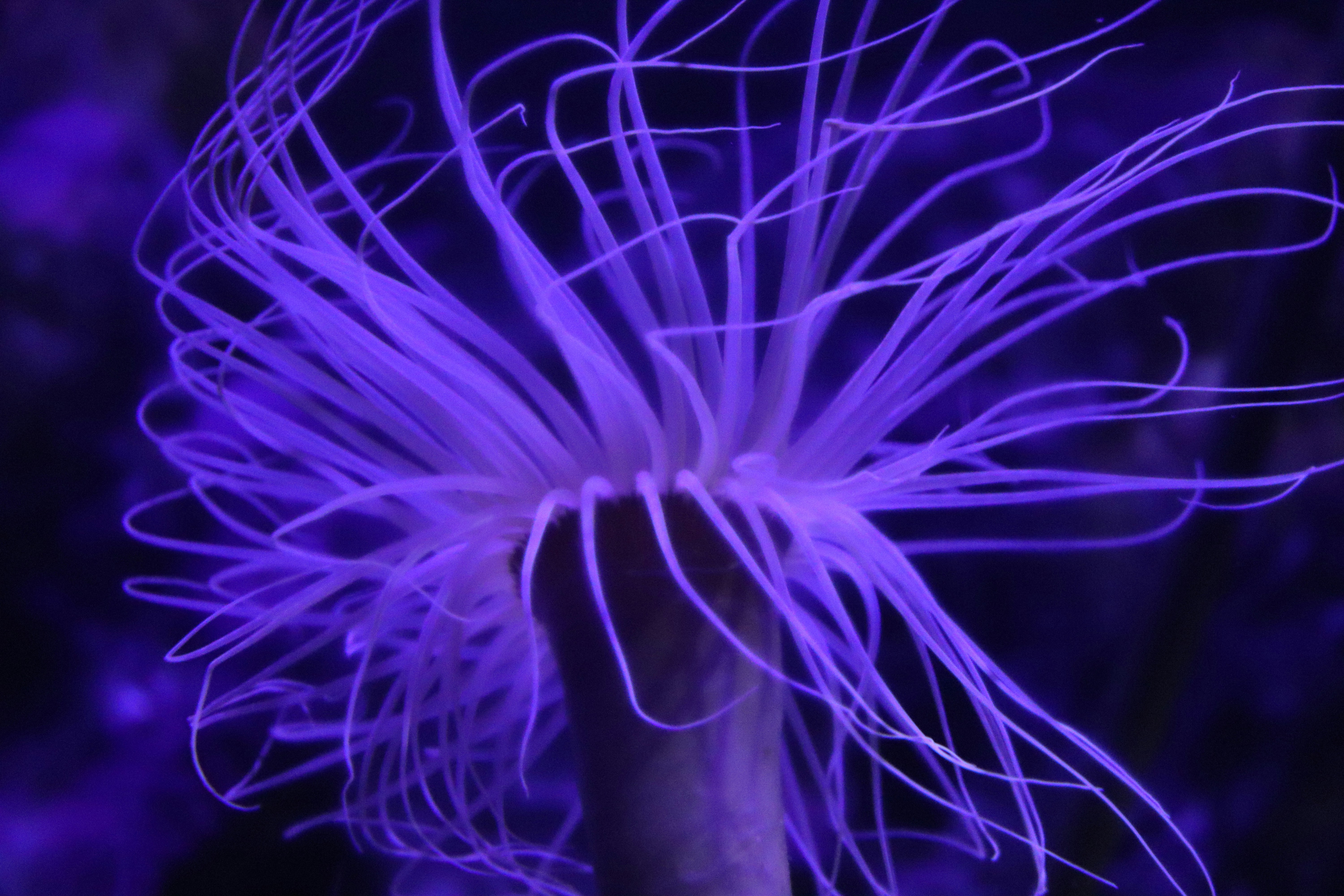 A close up of a purple sea creature photo – Free Anemone Image on Unsplash