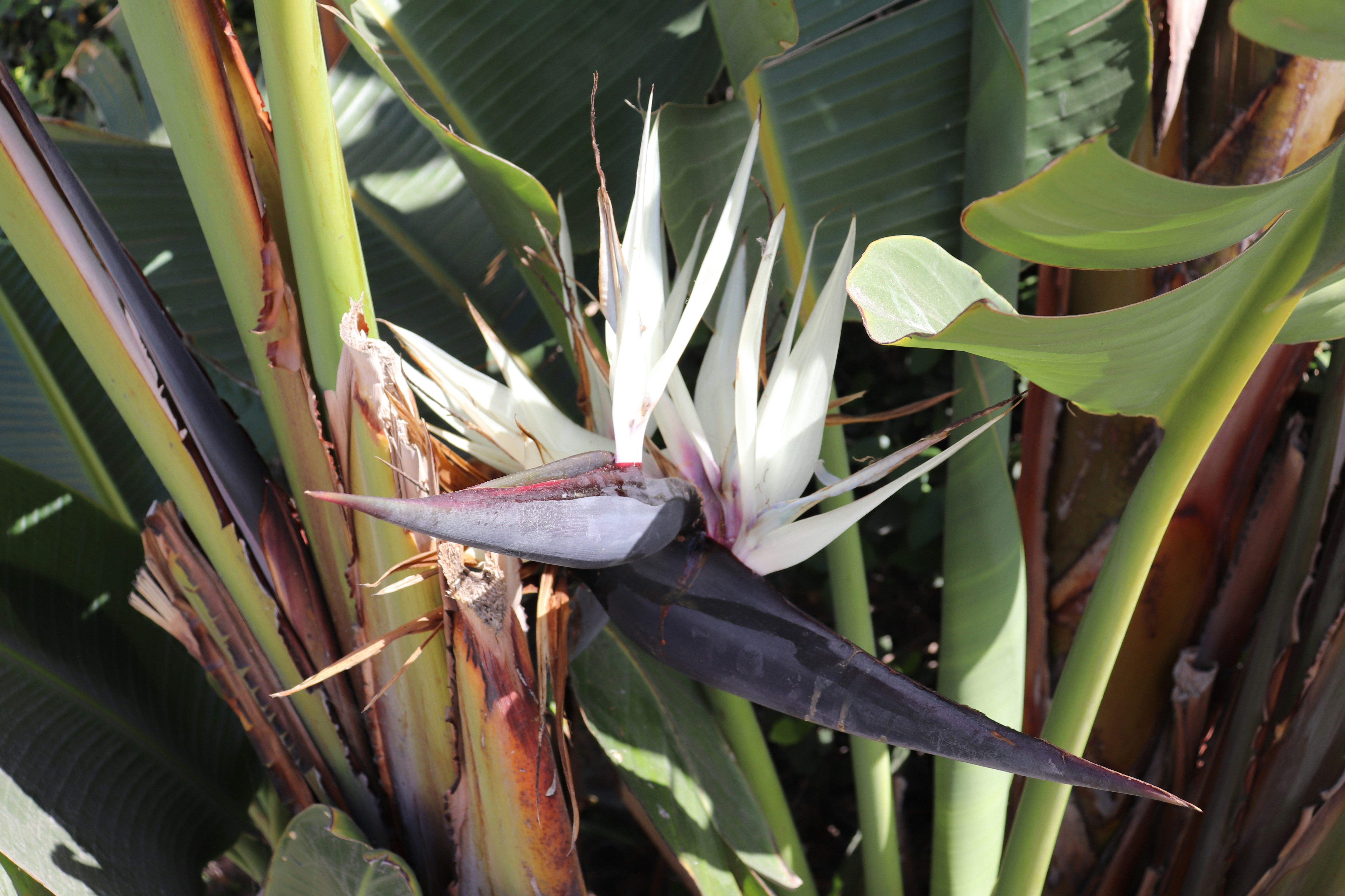 Vibrant Bird of Paradise flower emerging from lush green foliage, showcasing its unique shape and colors.