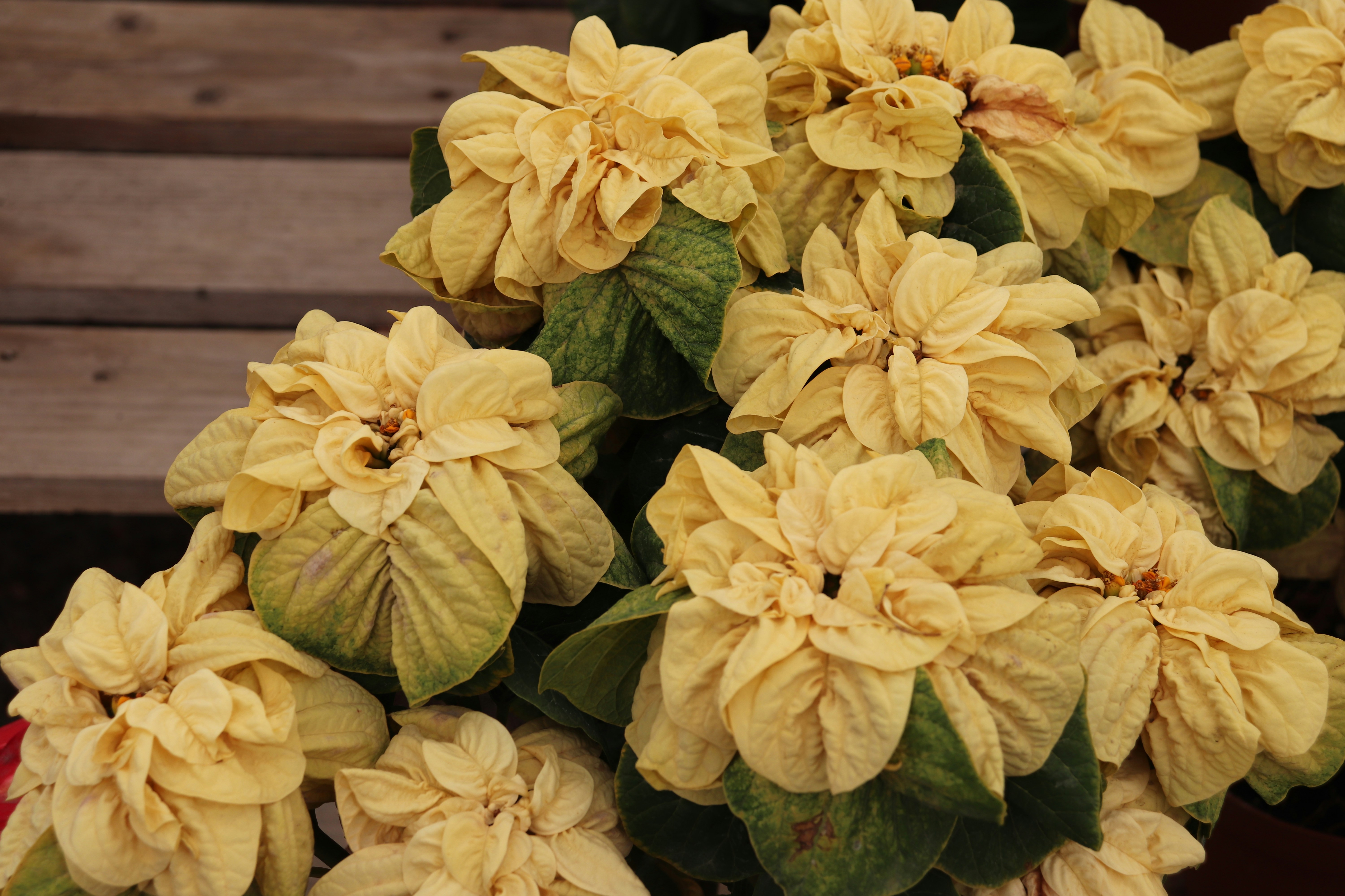 Gambar Bintang Natal | Unduh Gambar Gratis di Unsplash